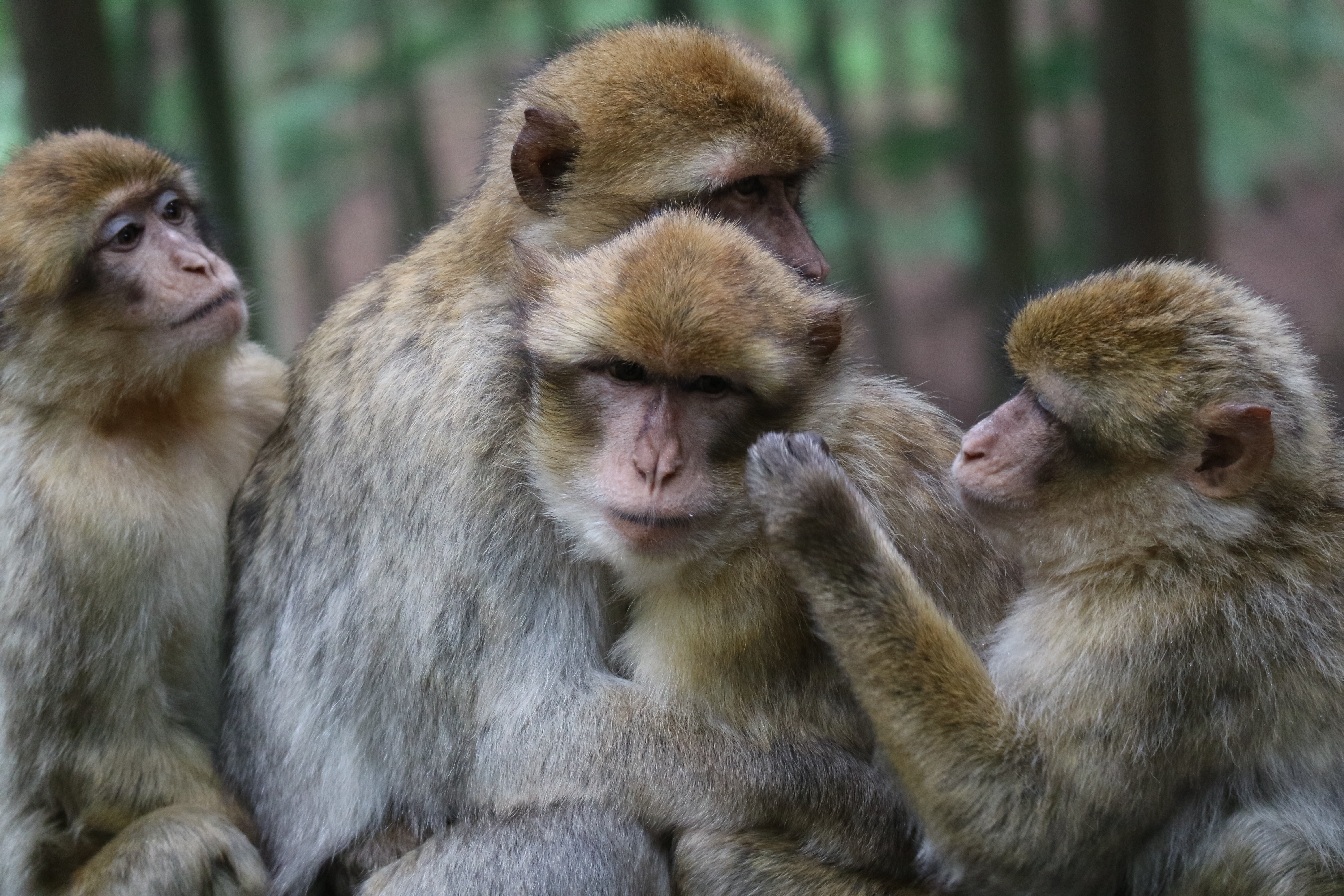 Ape Animals Snuggle free image download