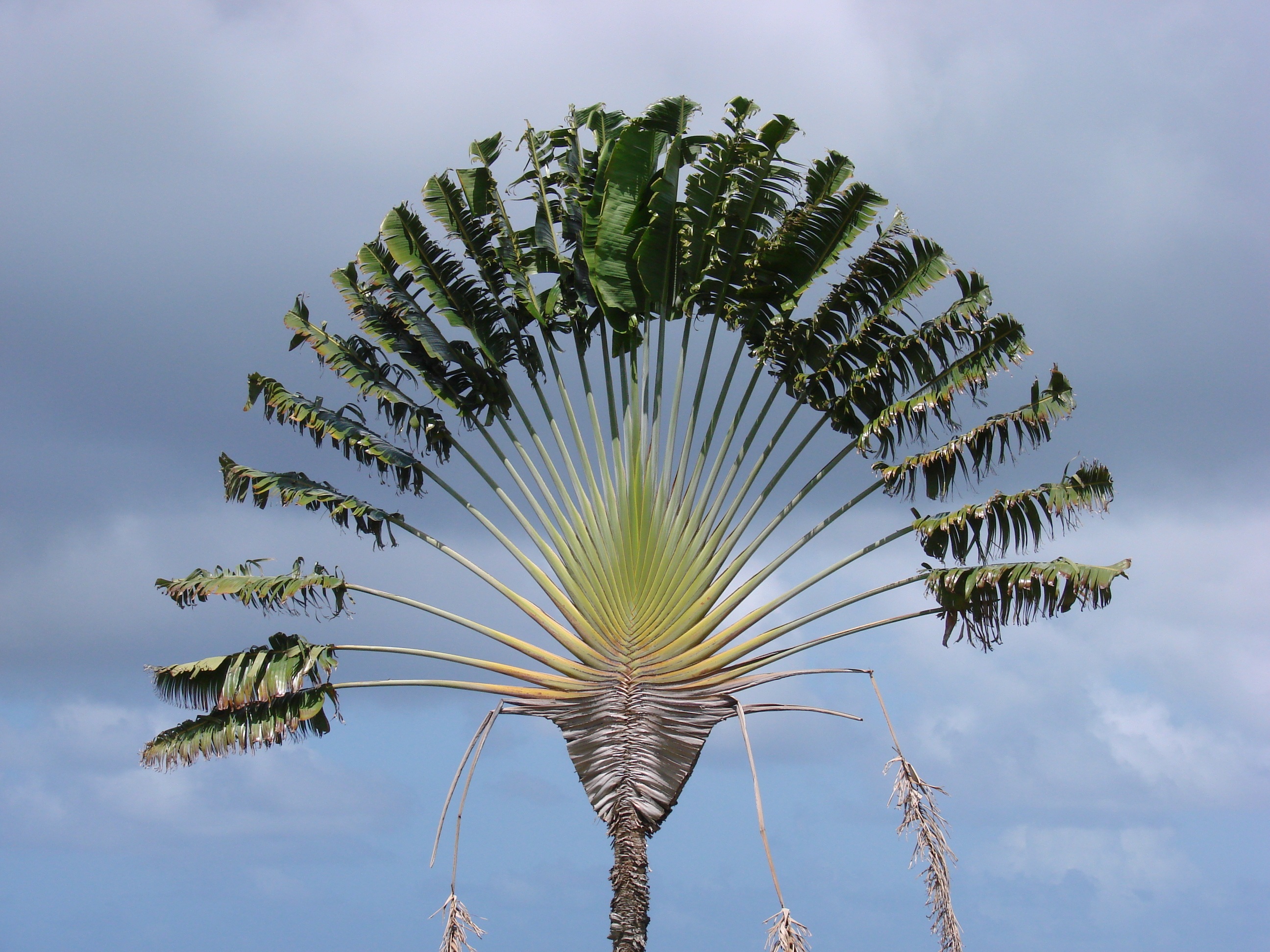 Tree Traveler Plant free image download
