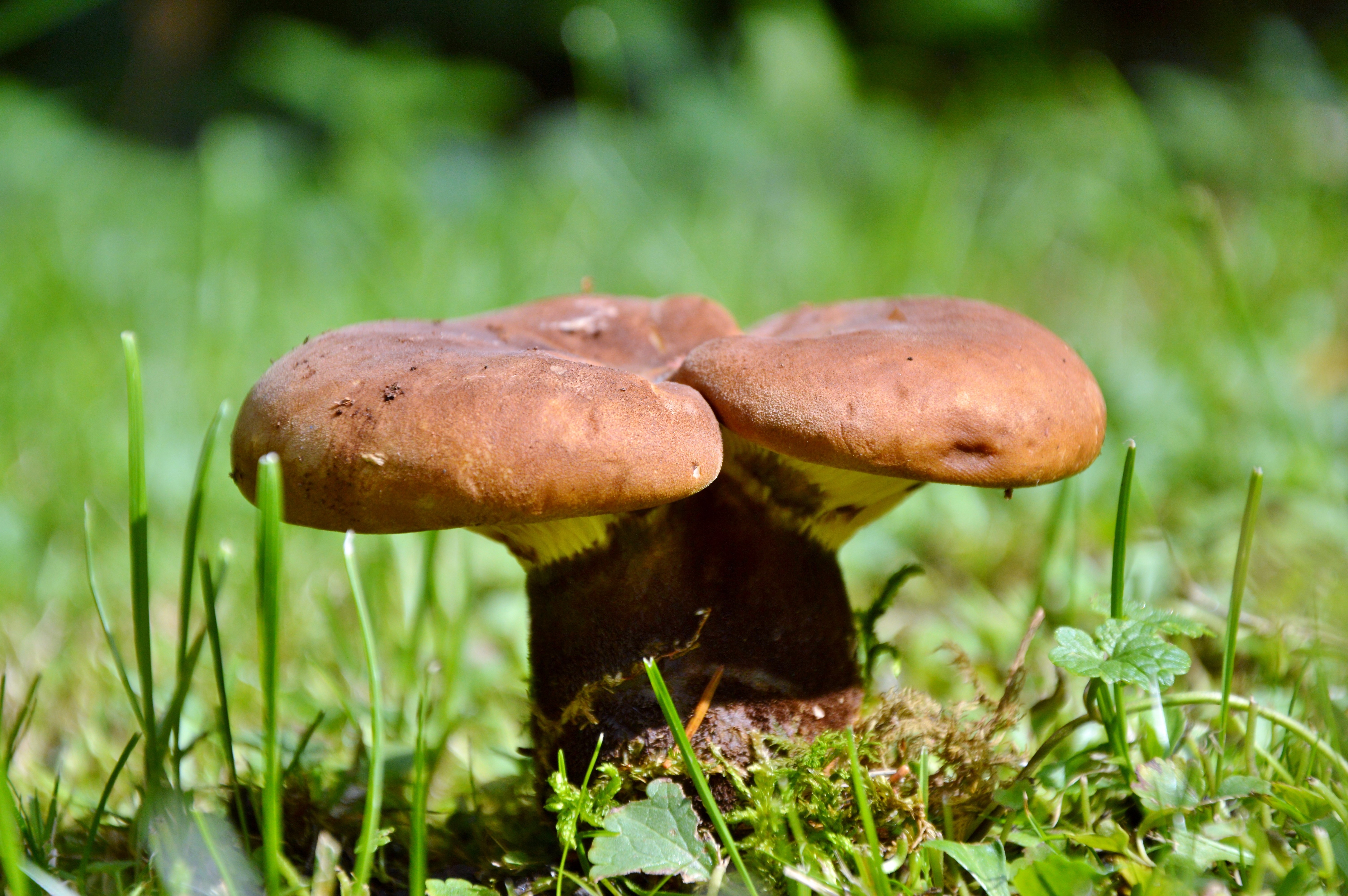 Mushroom Disc Fungus Forest Screen free image download