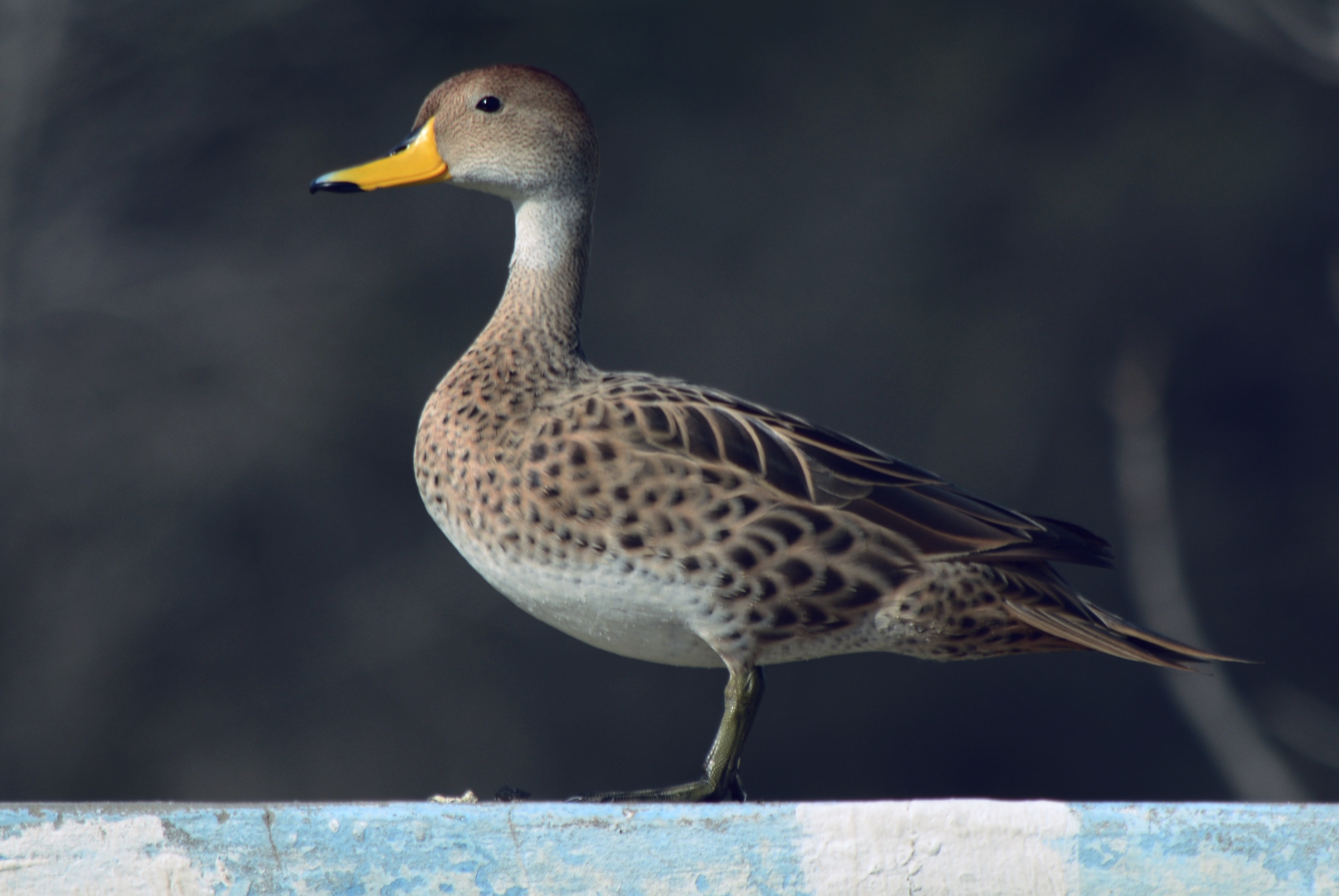 Ave Duck Waterfowl free image download