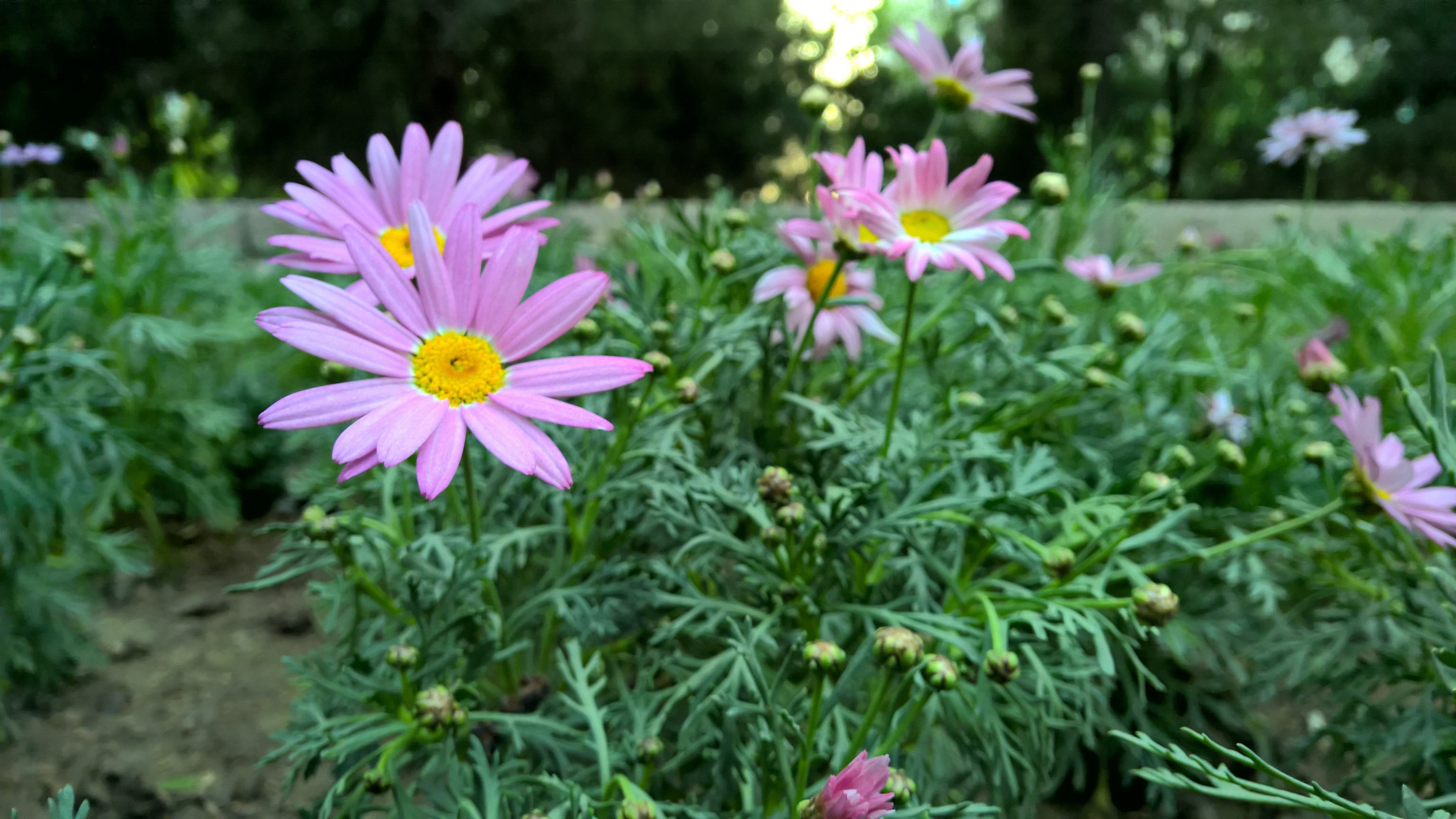 Flower Flowers free image download