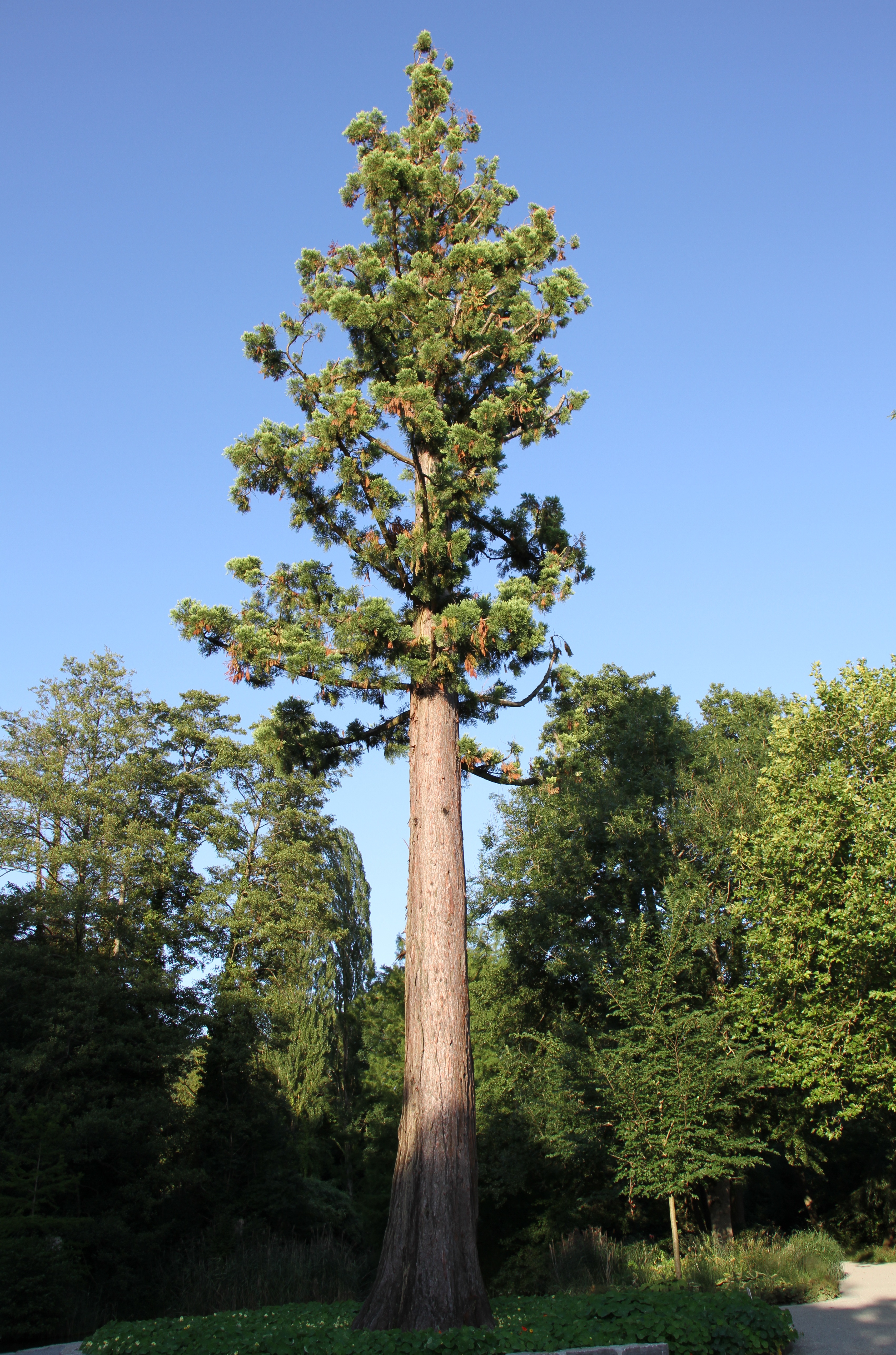 Tree Aesthetic Log free image download