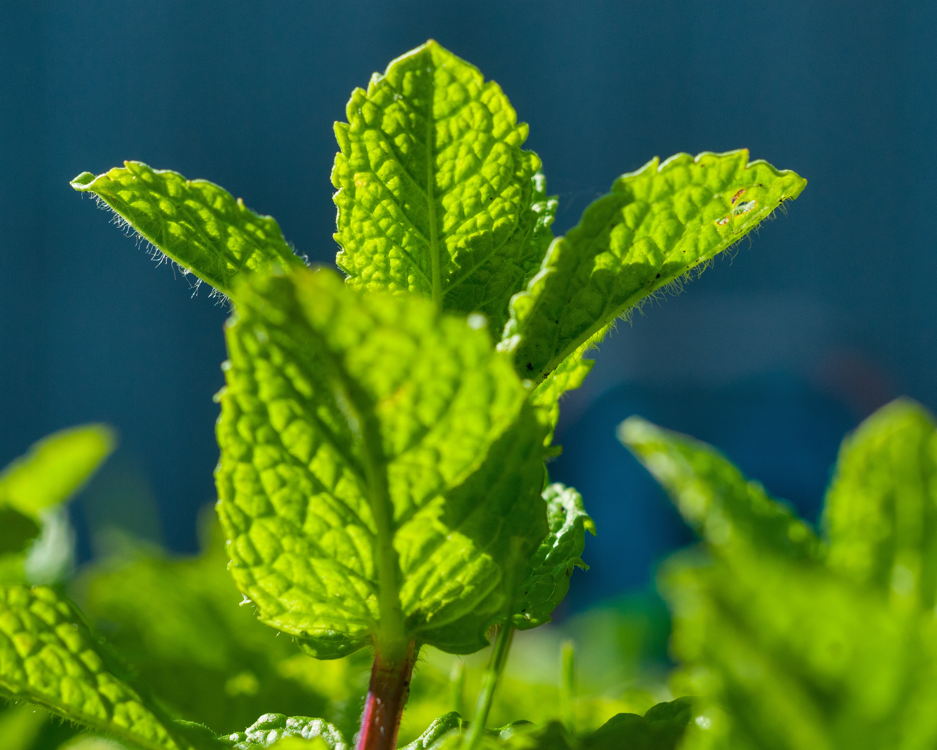 Mint Peppermint Green free image download