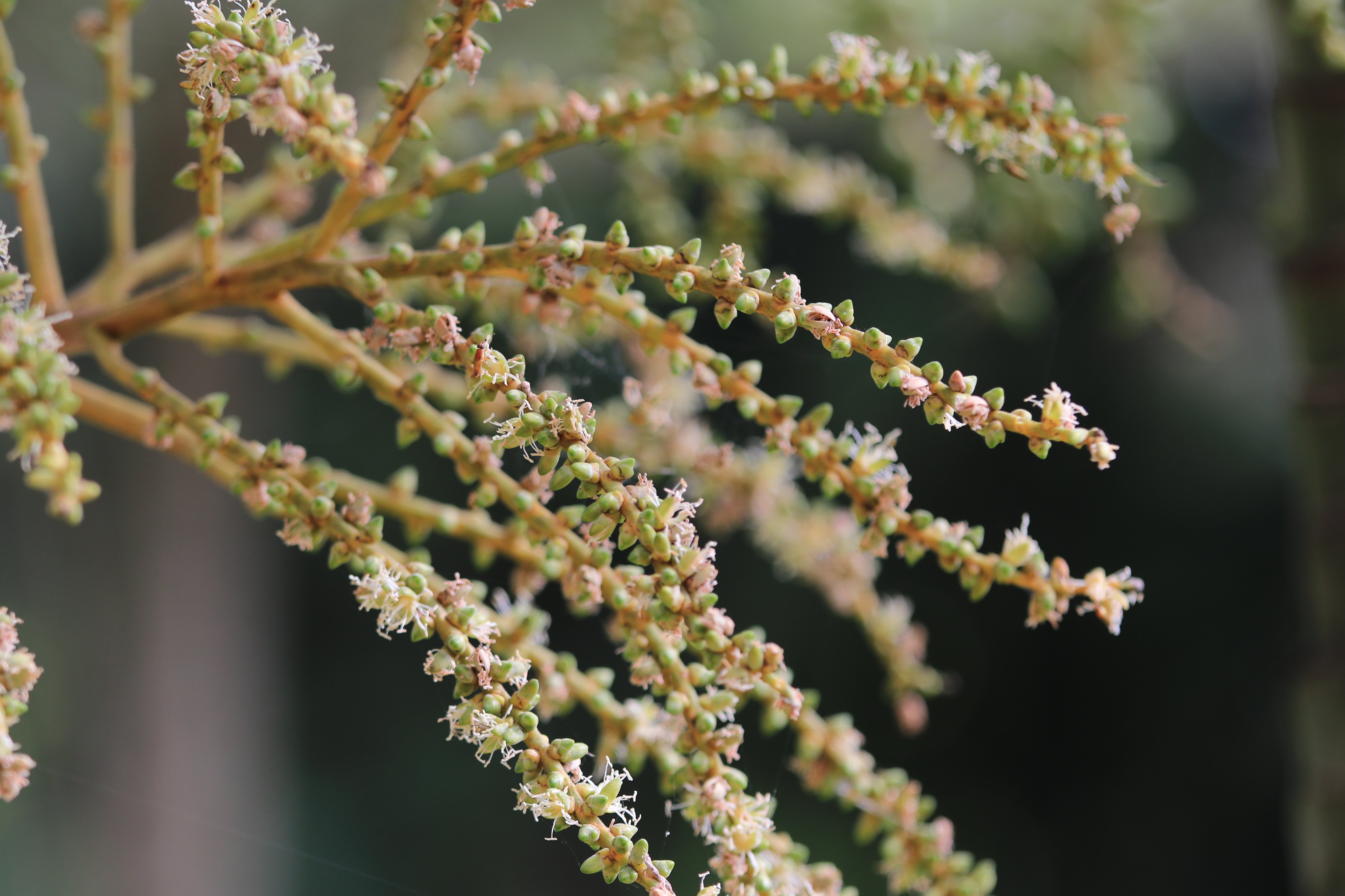 Plant Tree Wood free image download