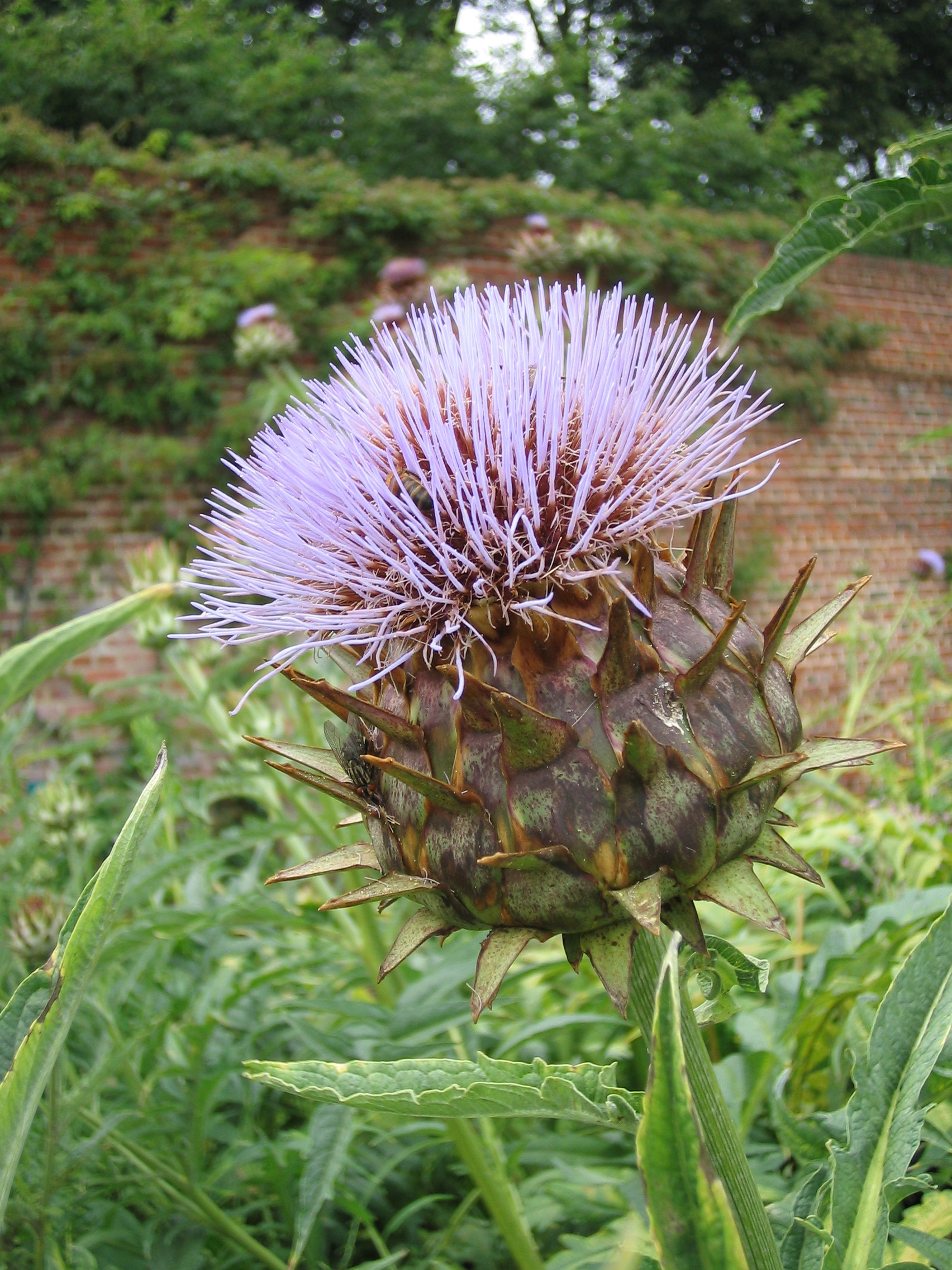 Thistle Pointed Flower free image download