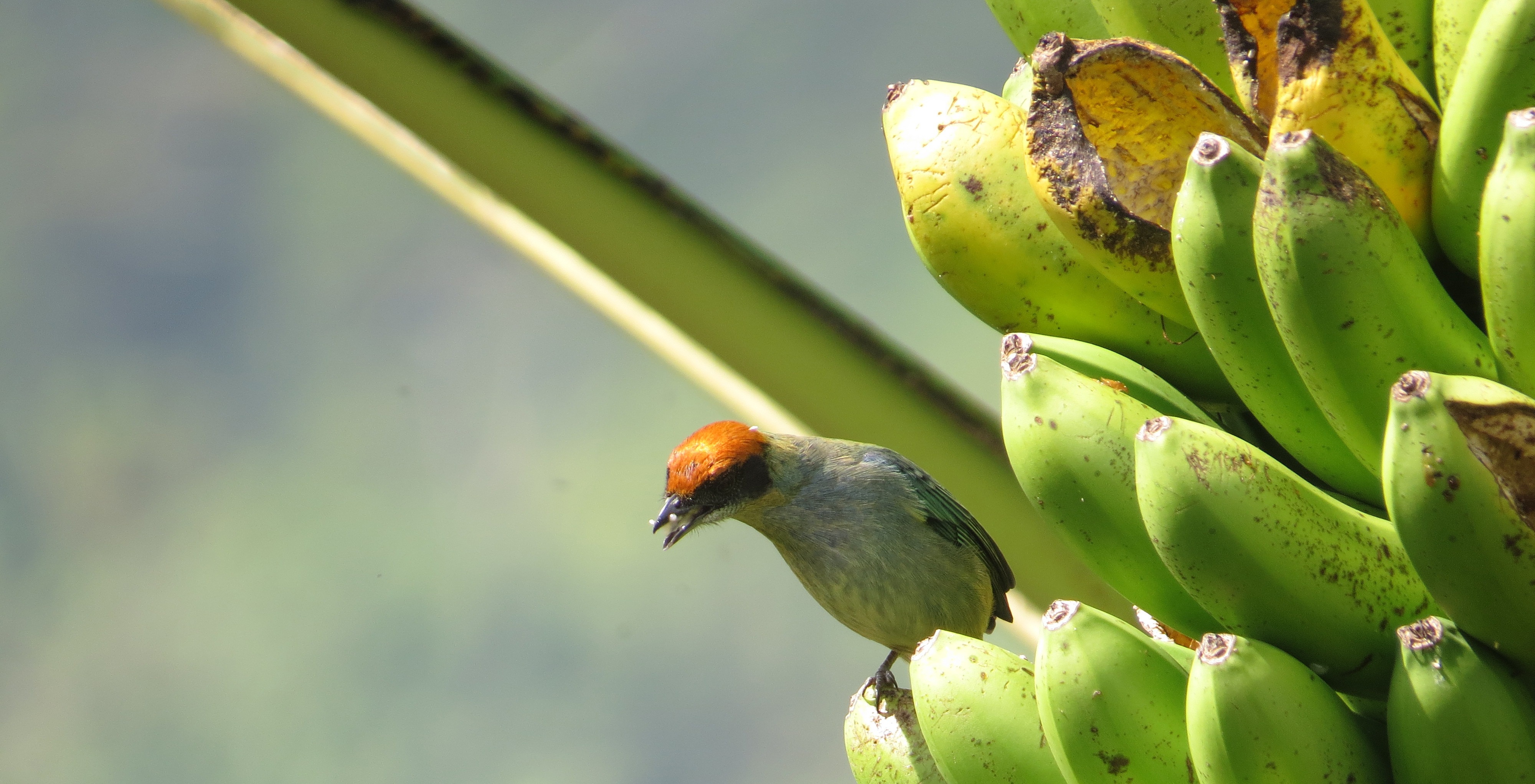 Nature Birds free image download