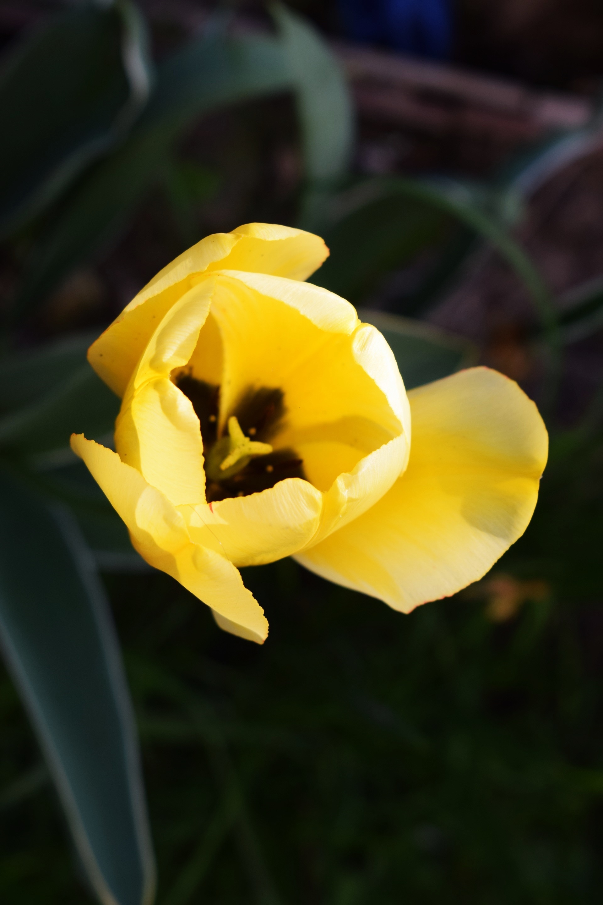 Flower Tulip Yellow free image download