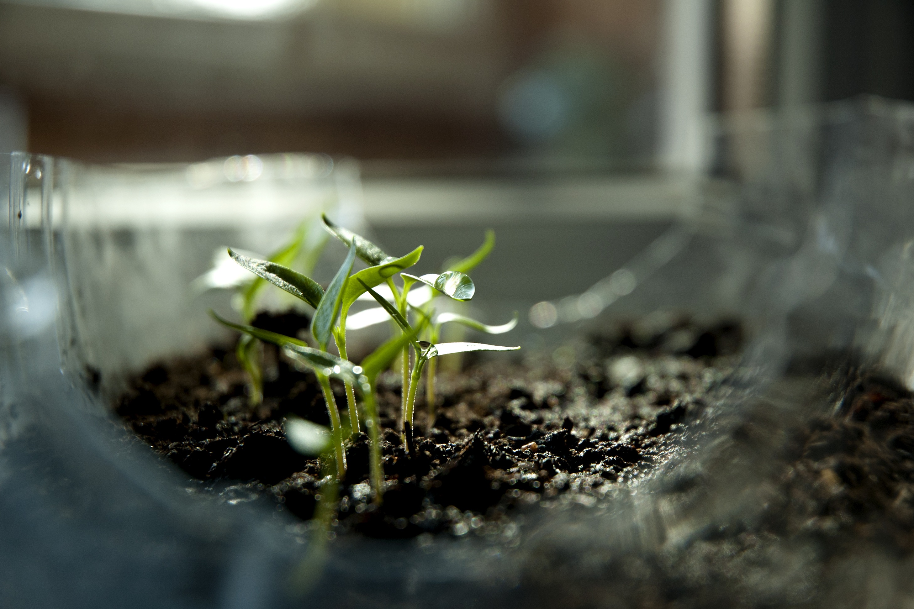 Sprout Earth Day Ecology free image download