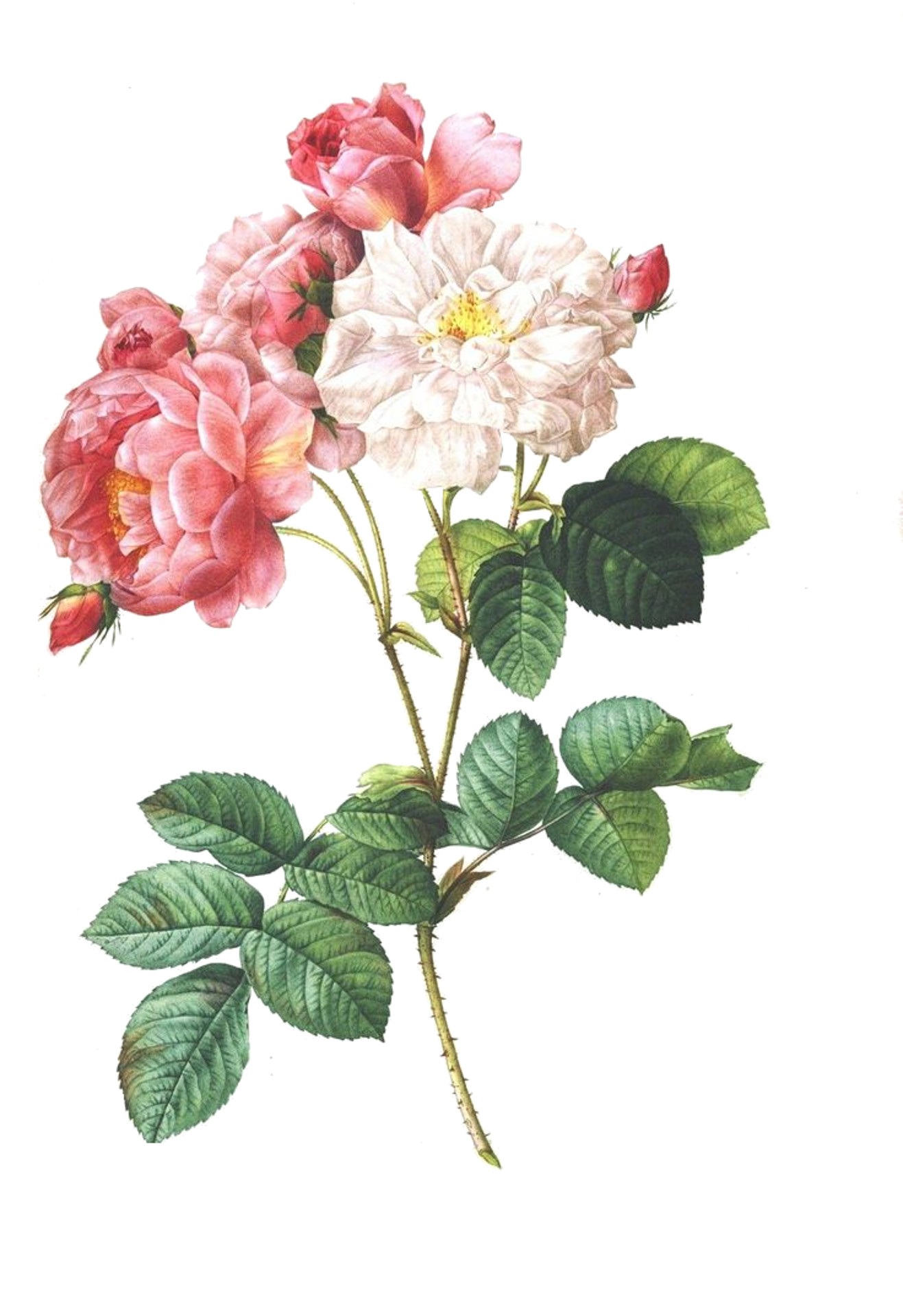 Rose vintage flower floral antique free image download
