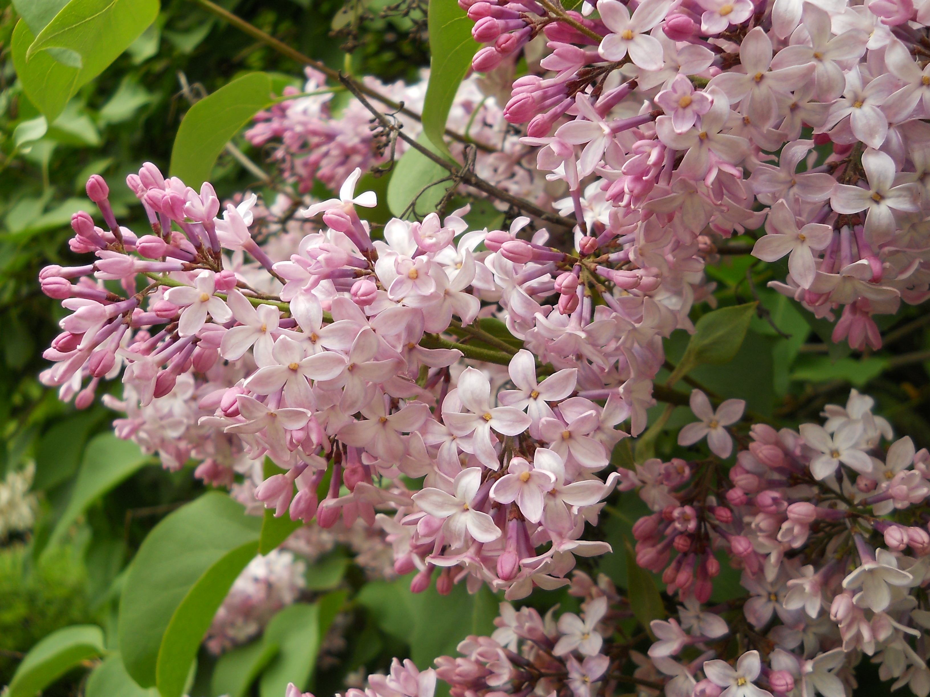 Lilac Summer Nature free image download