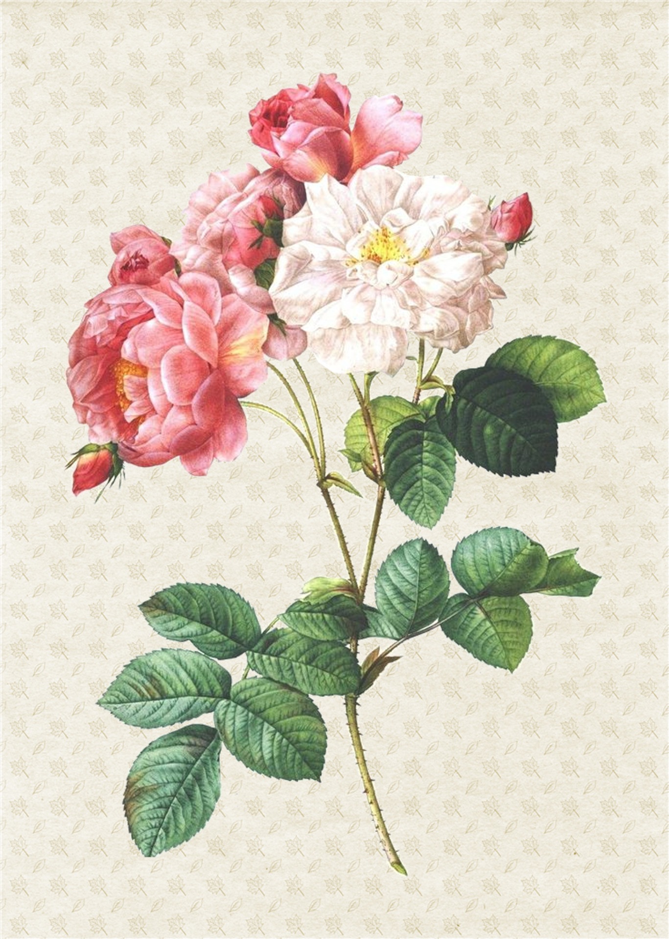Rose paper collage vintage flower free image download