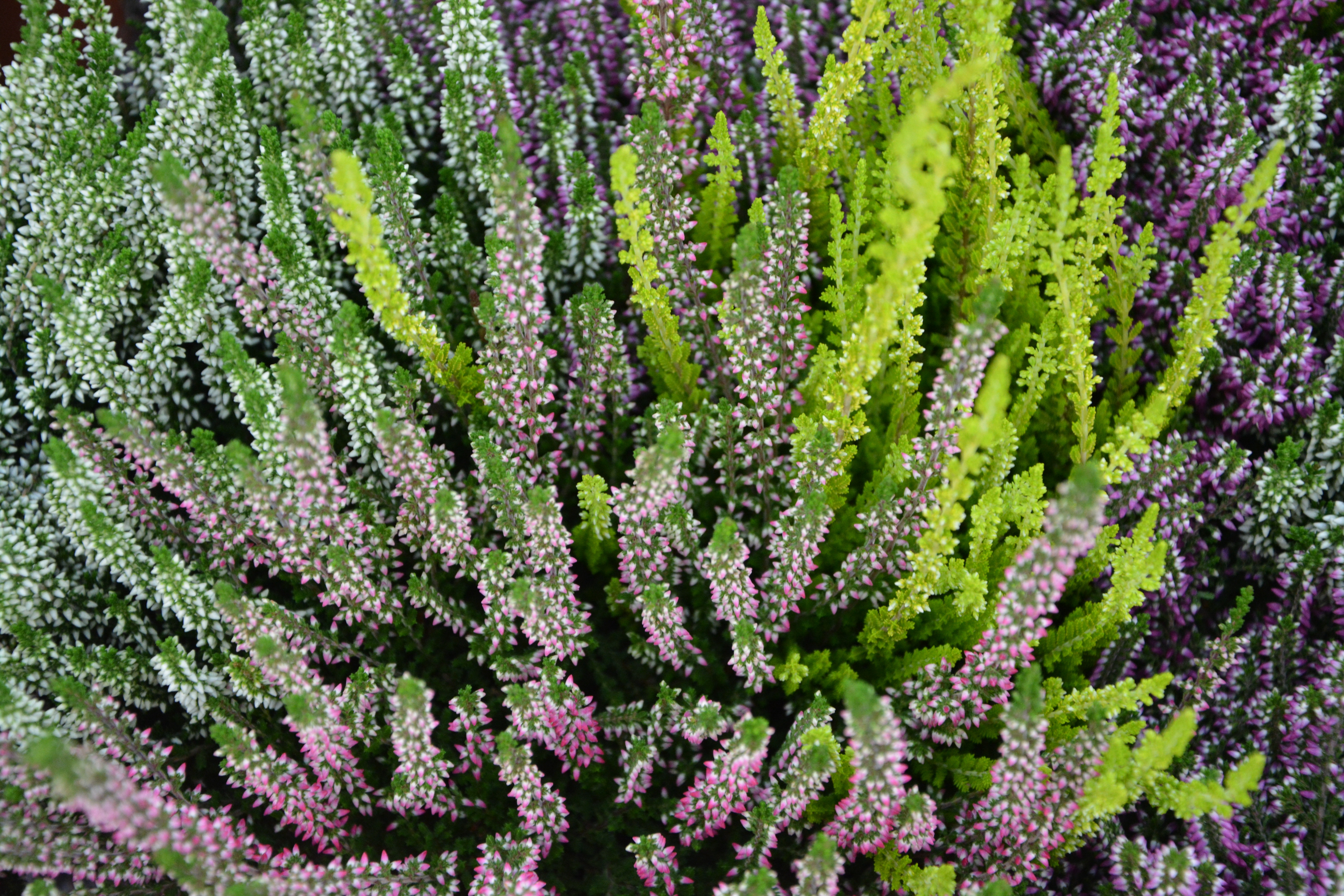 Plant Heather Color free image download