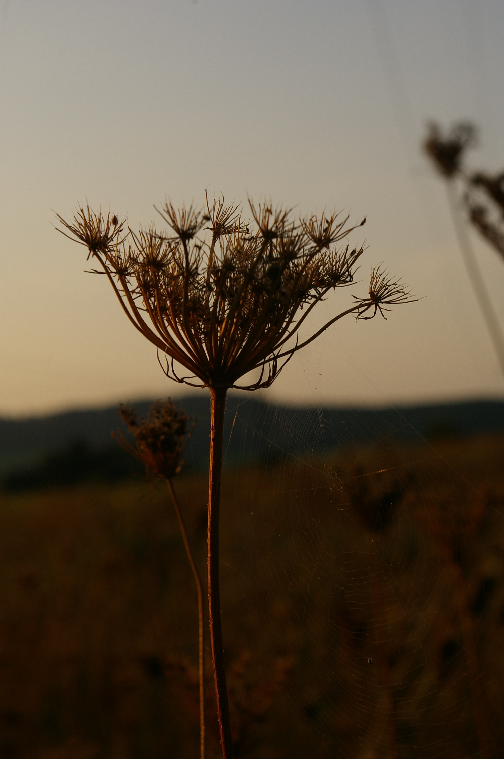 Evening Light Flower free image download