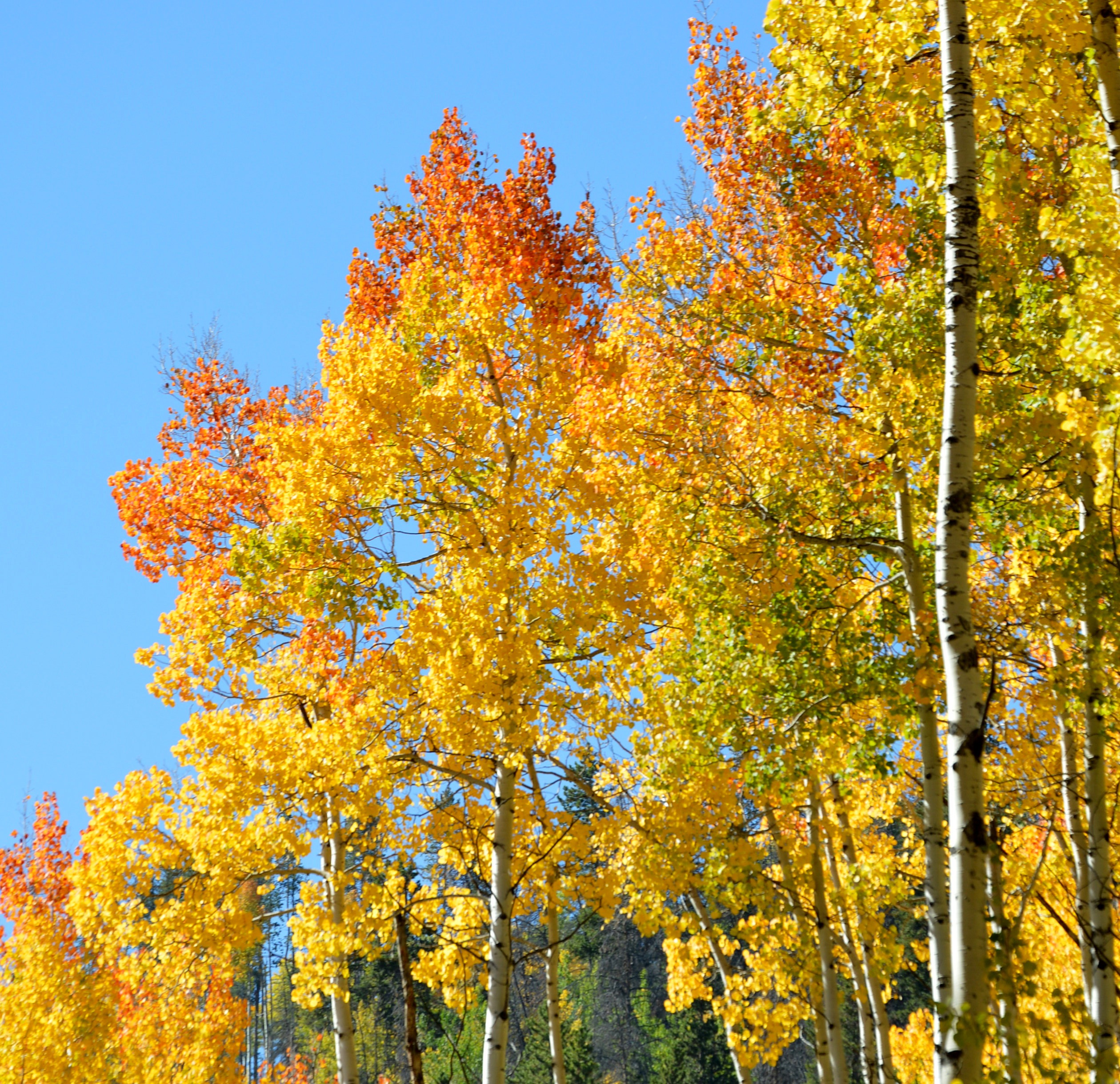 Aspen Fall Color free image download