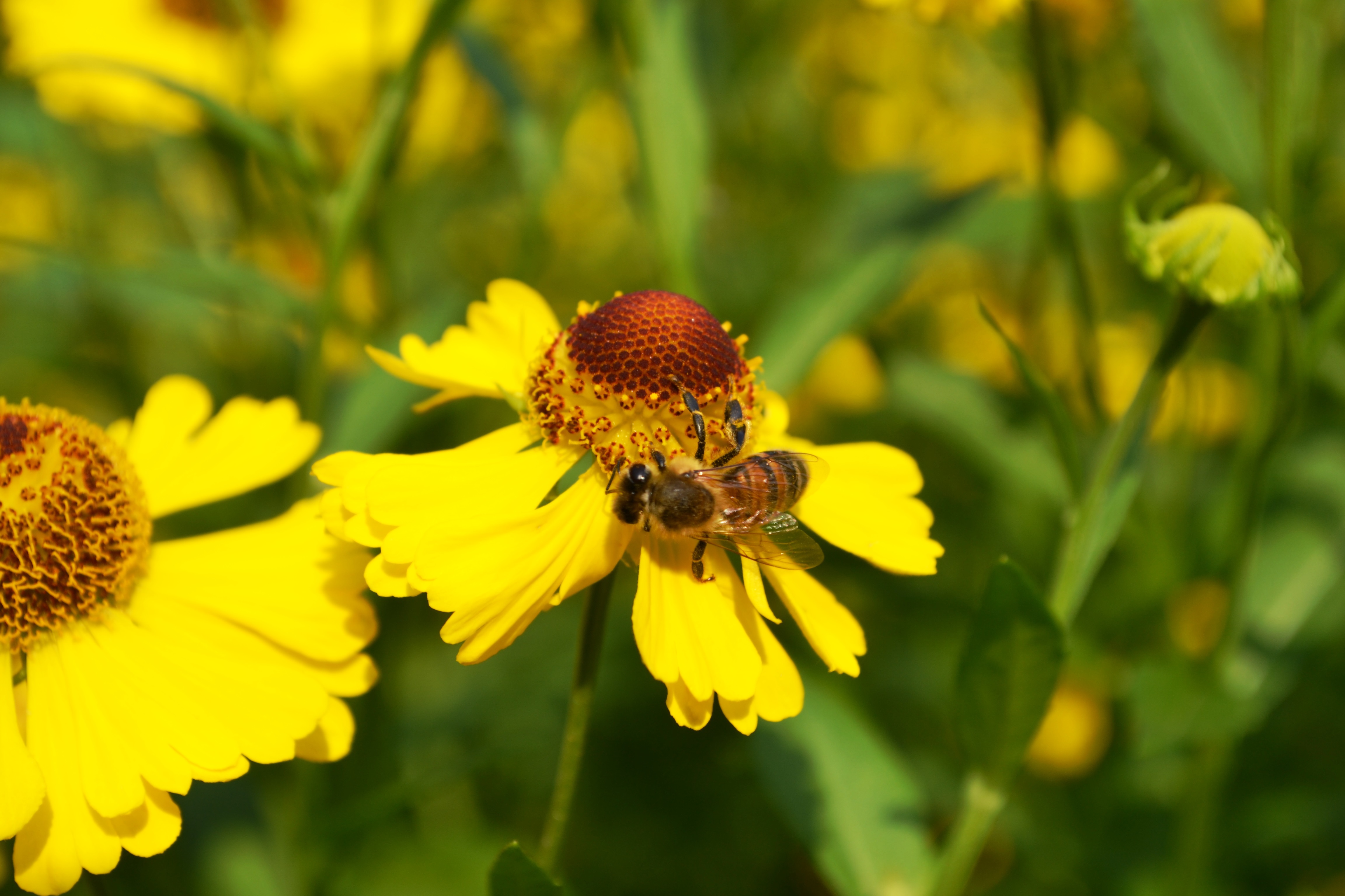 Bee Blossom Bloom free image download