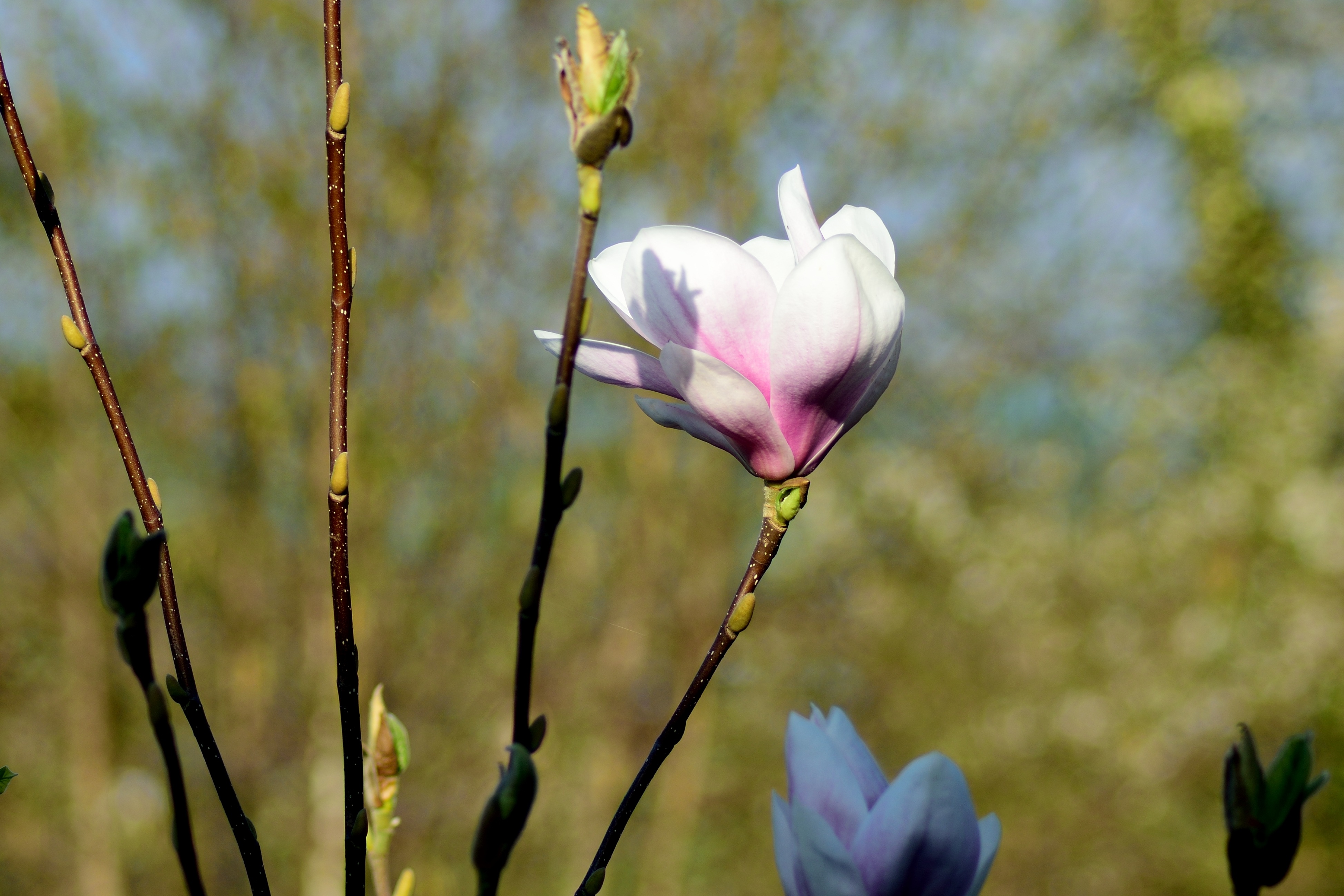 Magnolia Close Up Blossom free image download