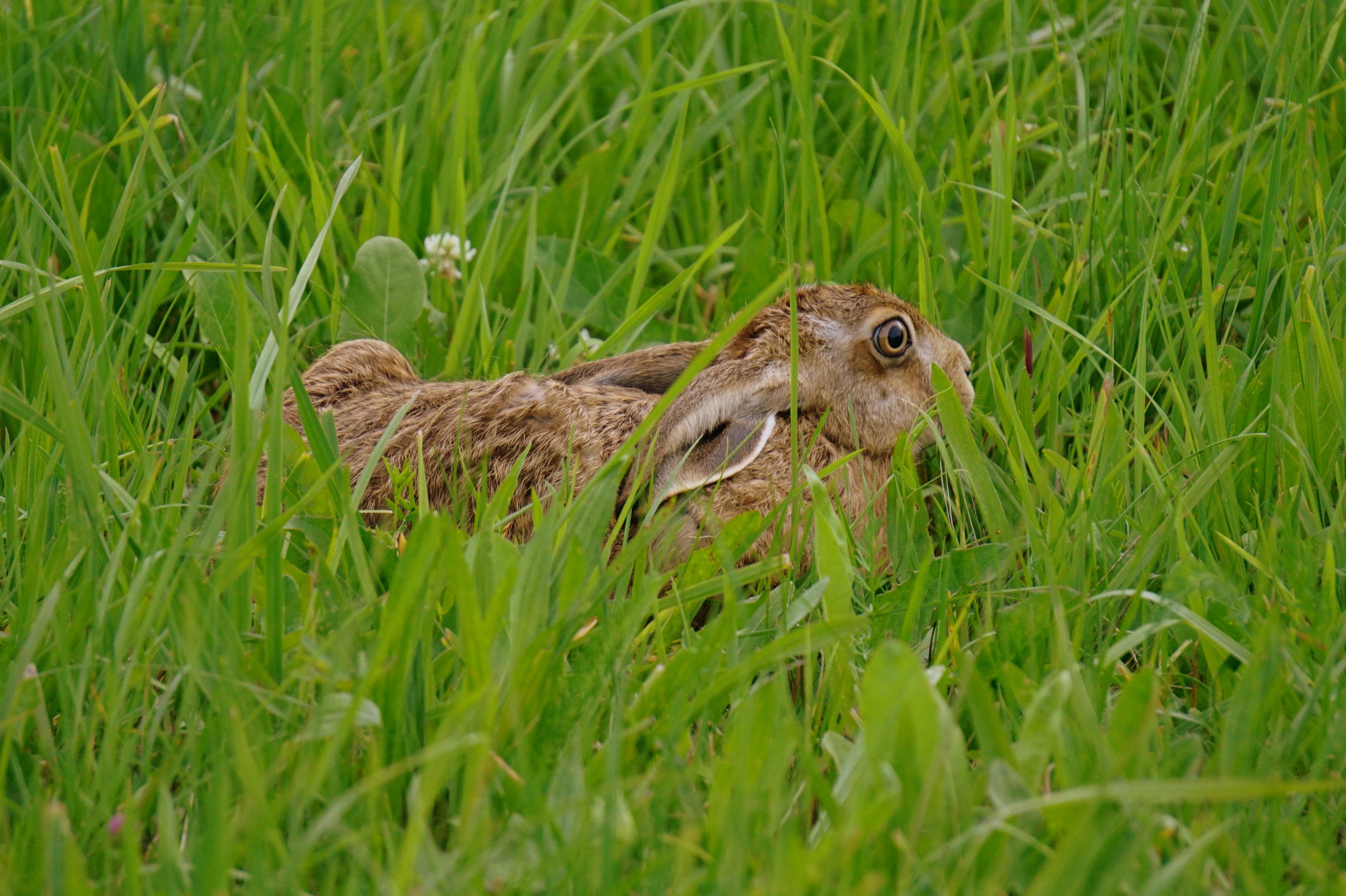 Hare Meadow Nature free image download