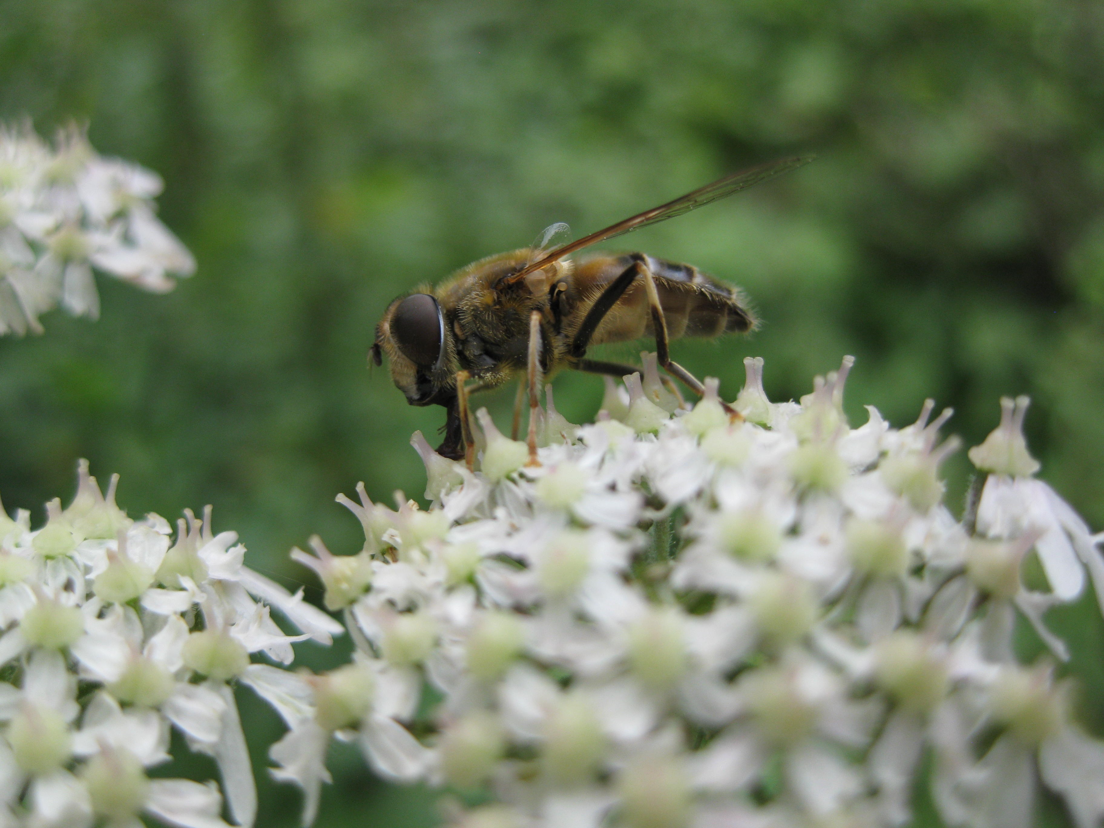 Bee Flower Nature free image download