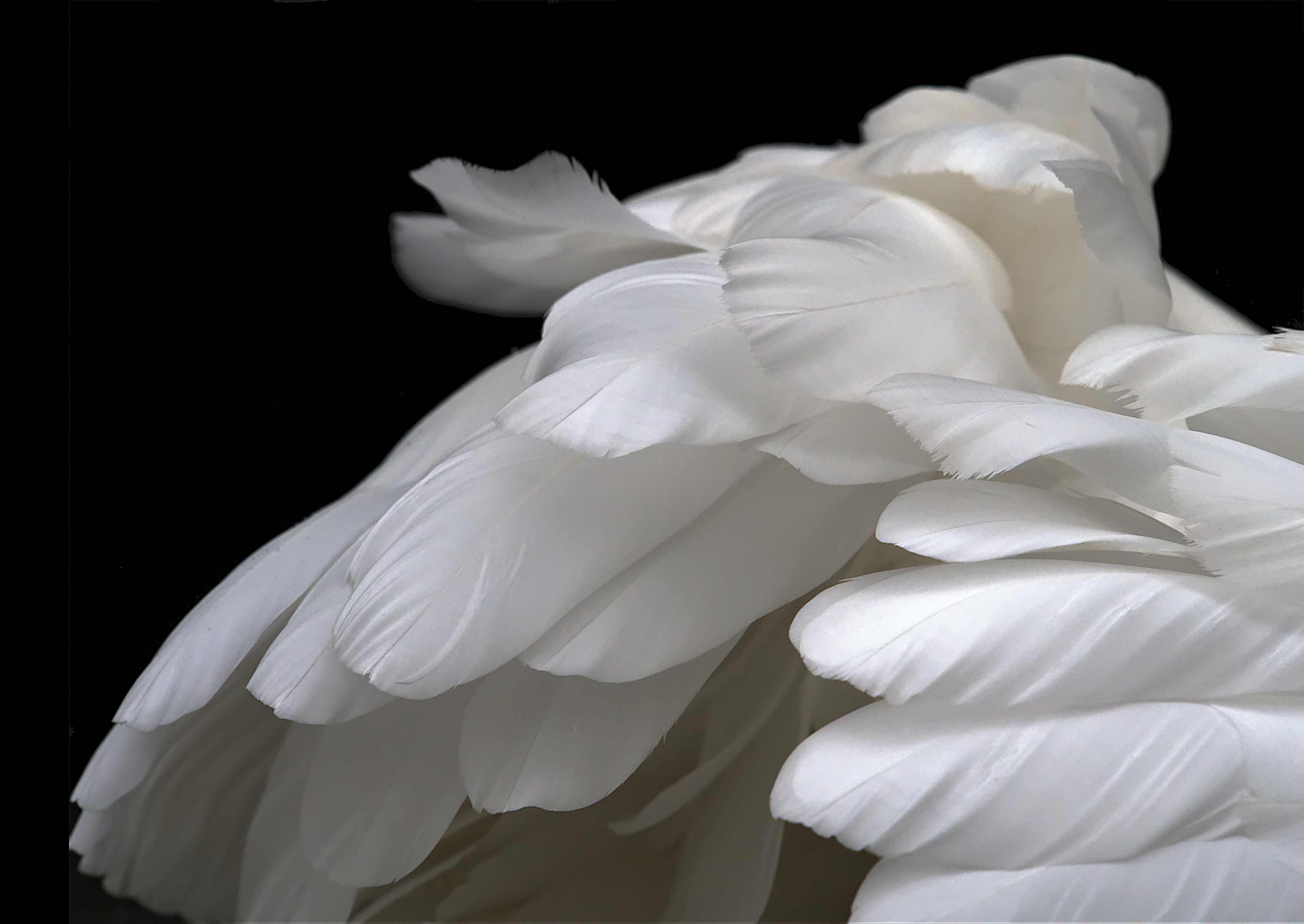 Feathers White Swan free image download