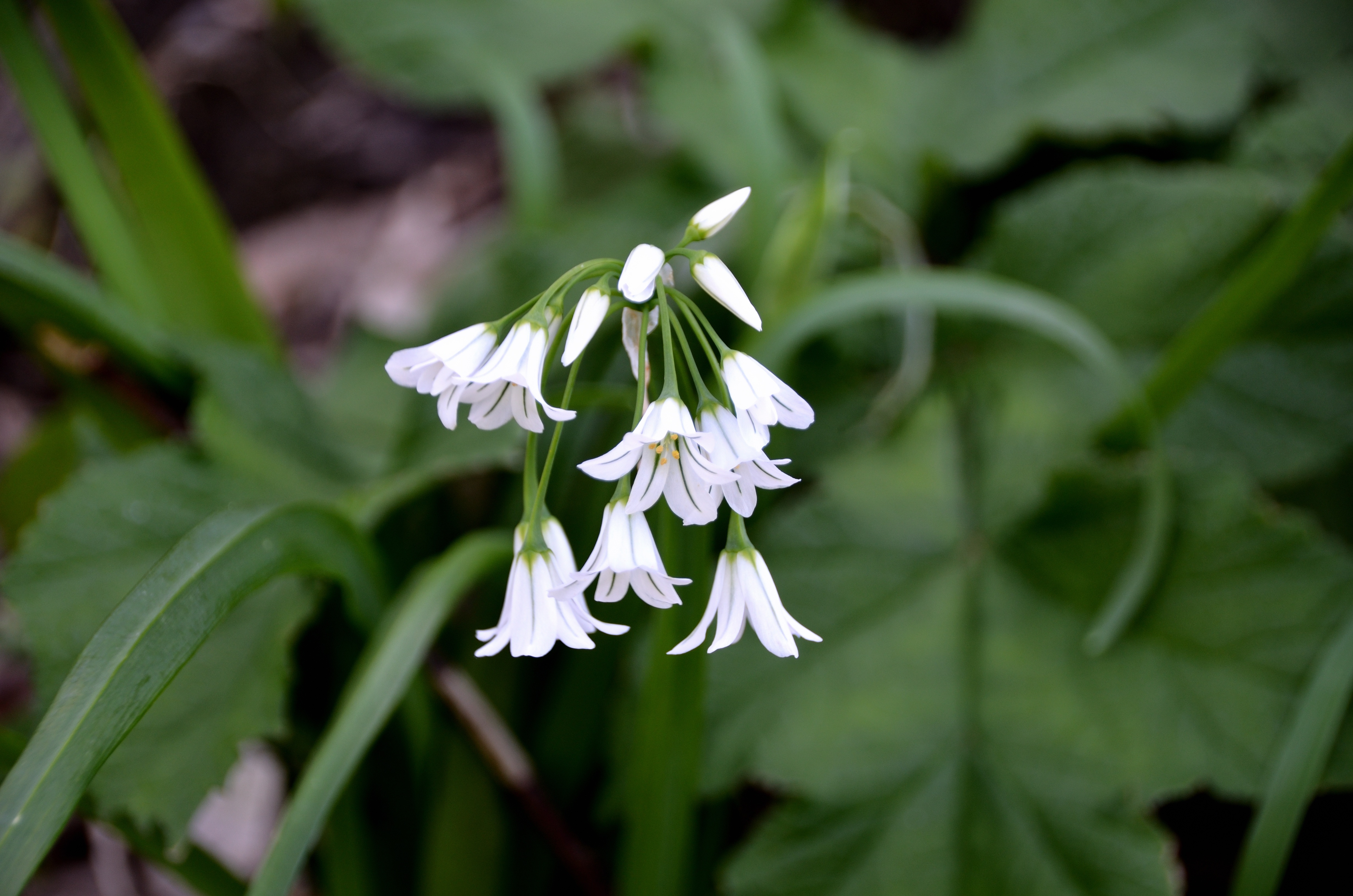 Flowers Perce-Neige Spring free image download
