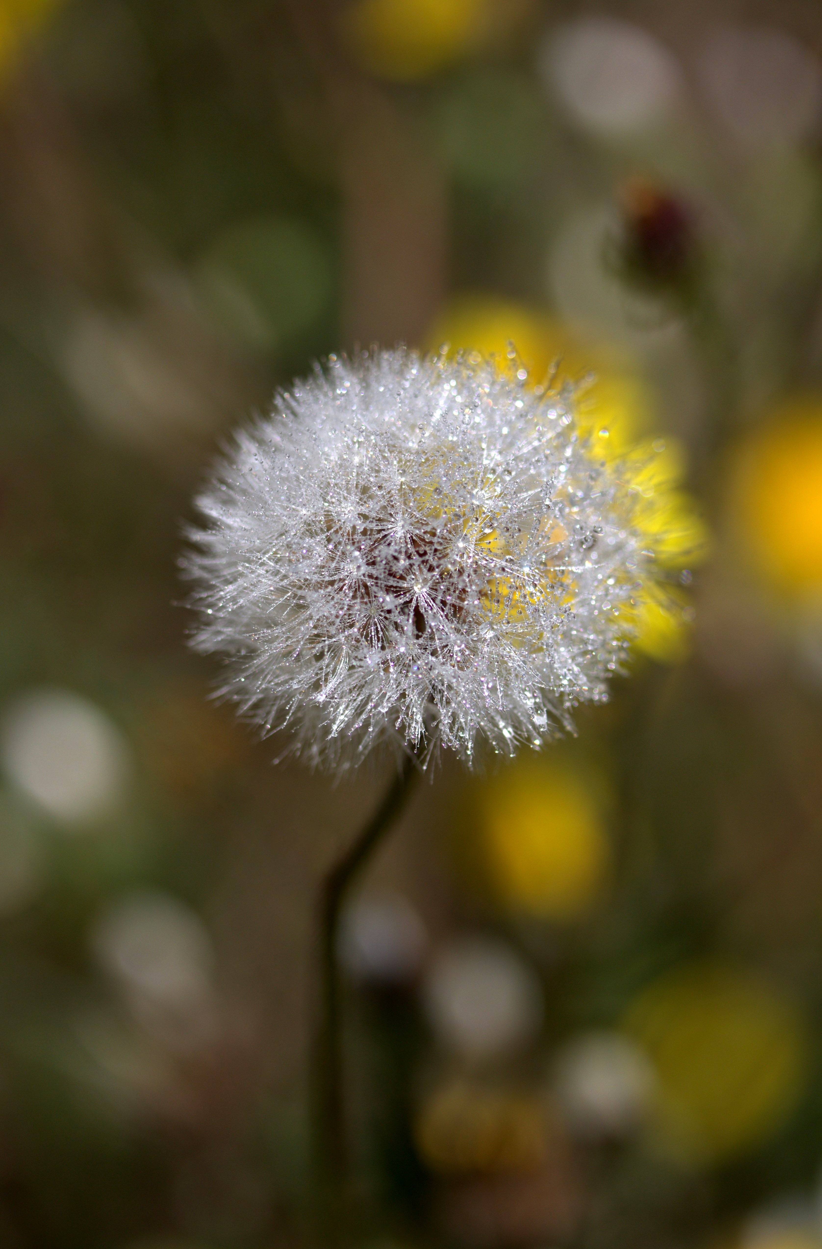 Dandelion Plant Drops free image download