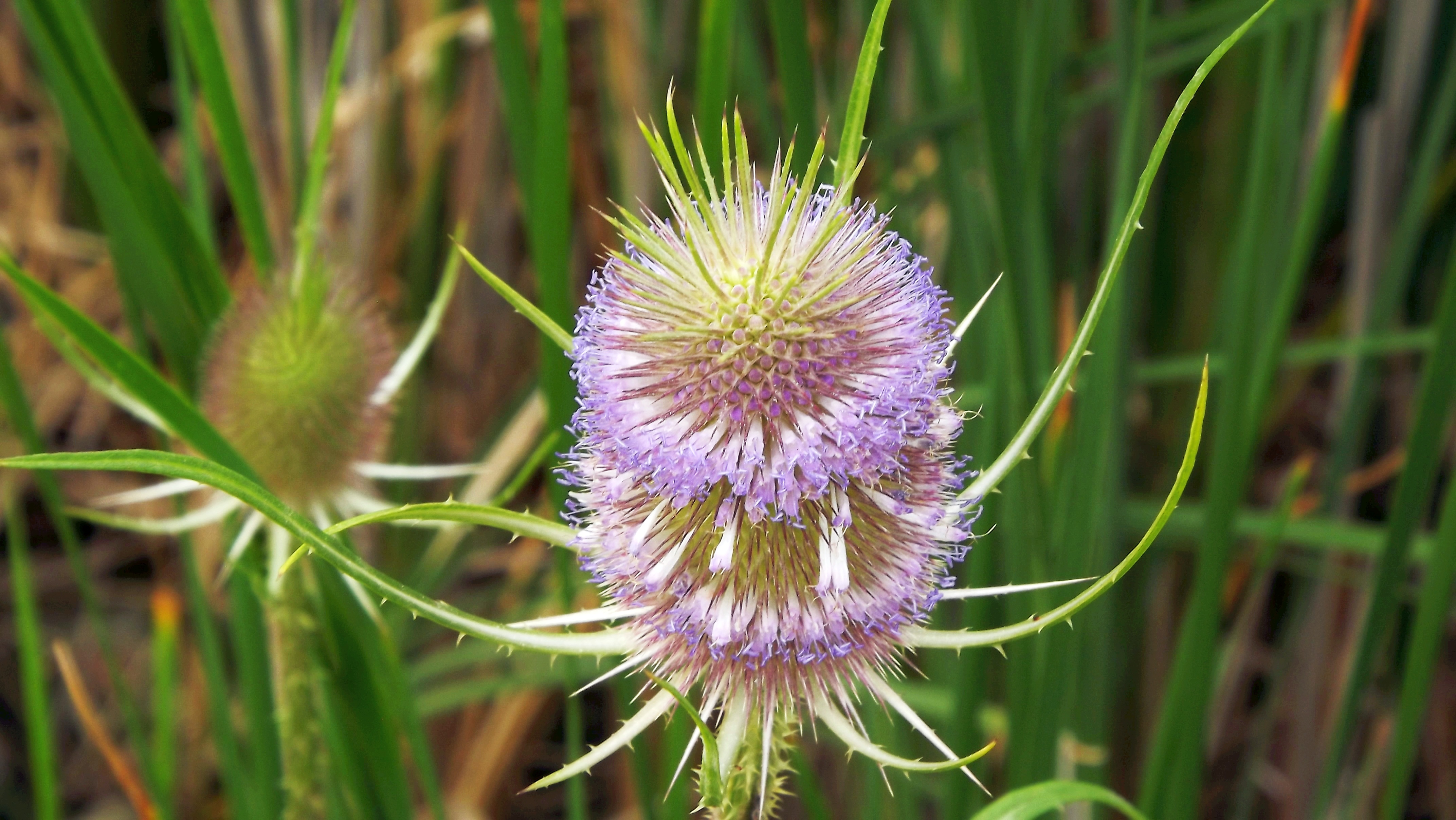 Plants Thistle Weed free image download