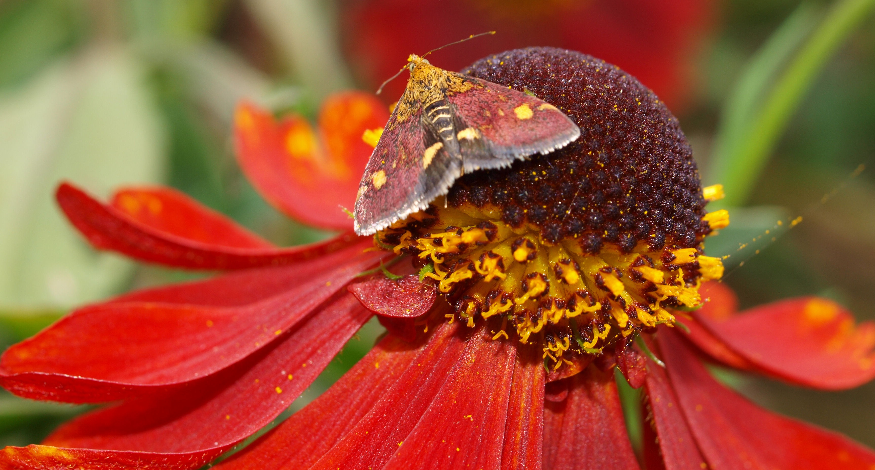 Moth Flower Insect free image download