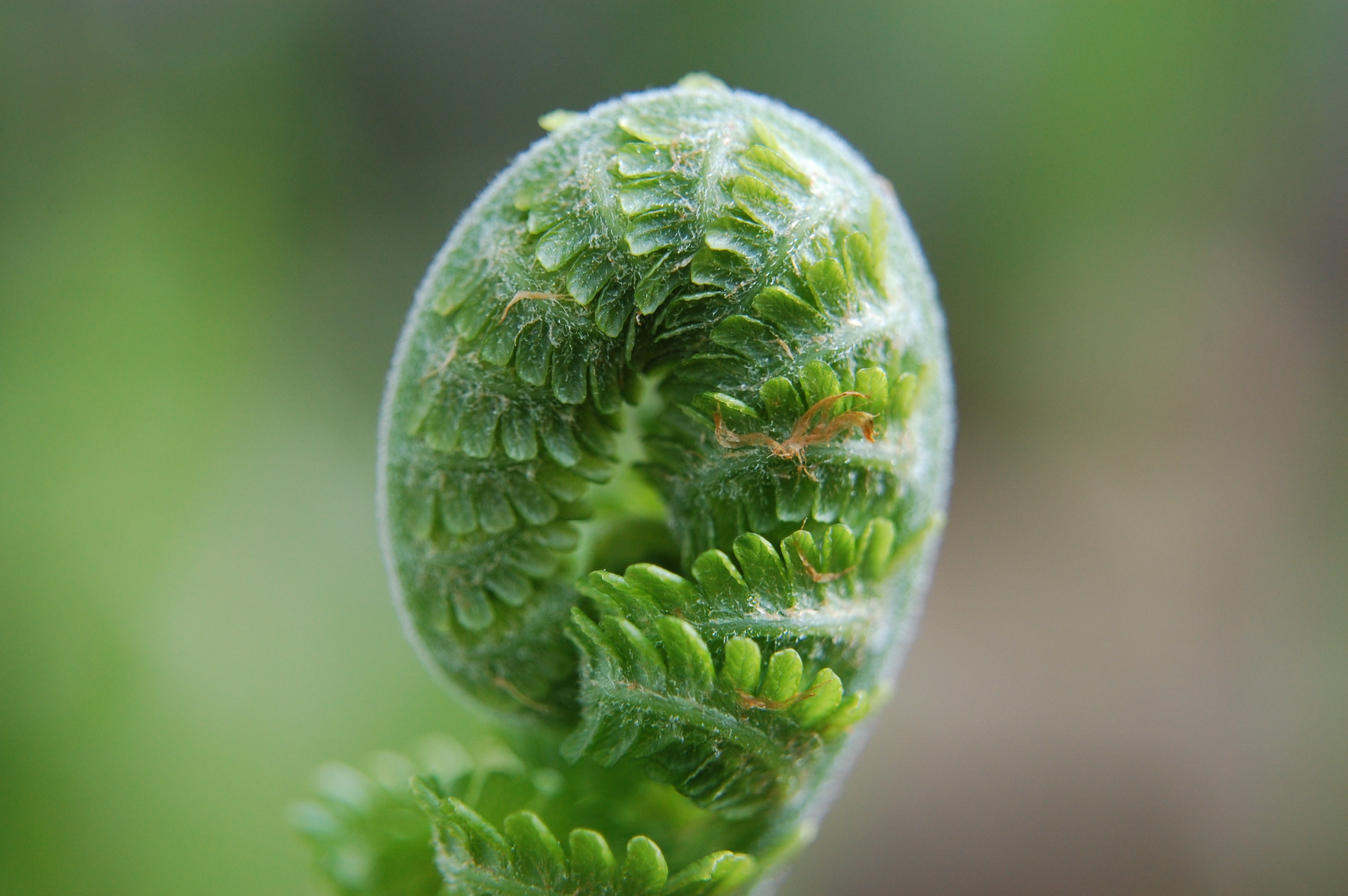 Fern Unfold Green free image download