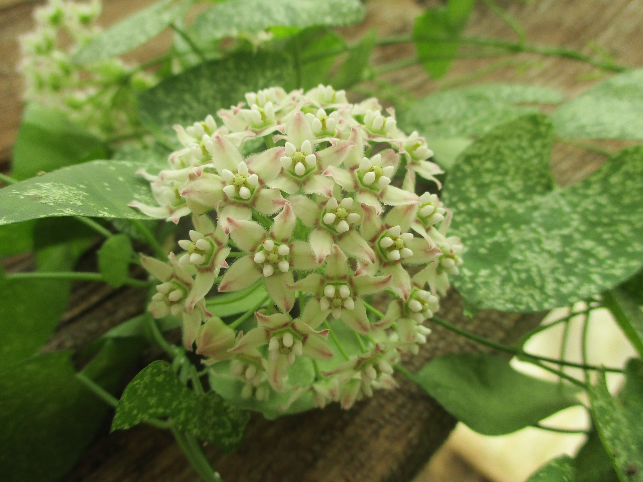 Native Vine Flower free image download