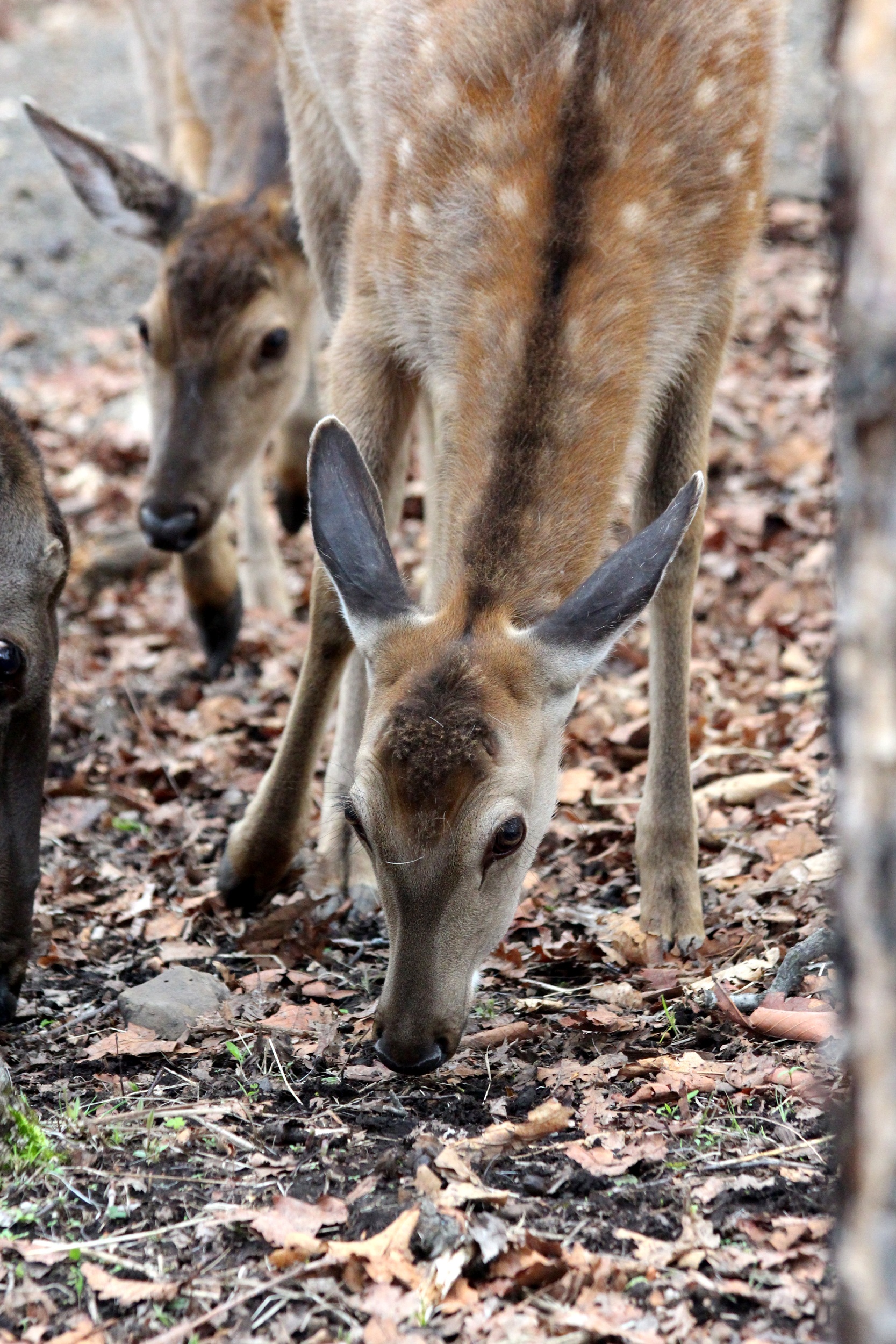 Spotted Deer Cervus Nippon Doe in forest free image download