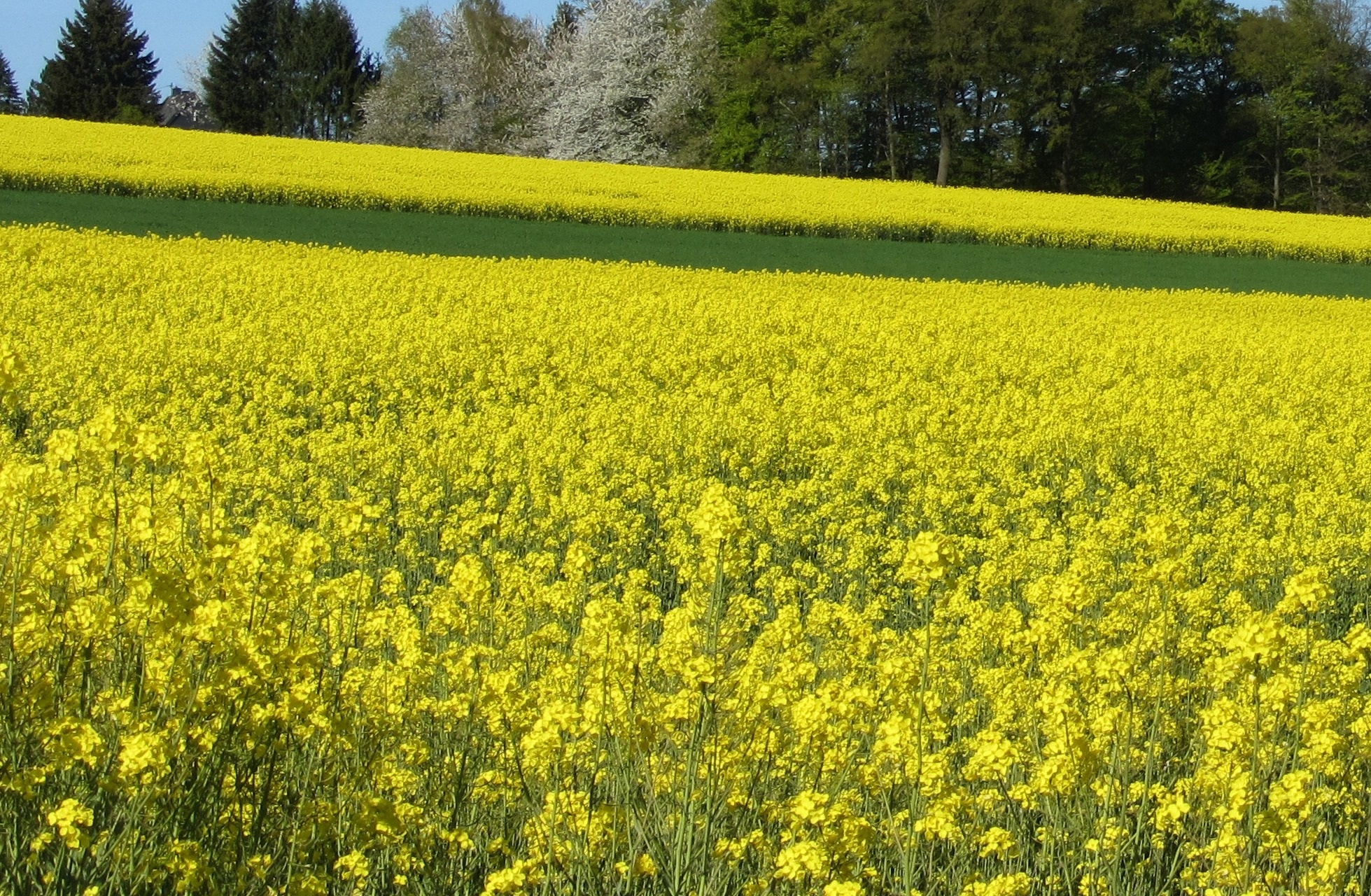 Field Of Rapeseeds Oilseed Rape free image download