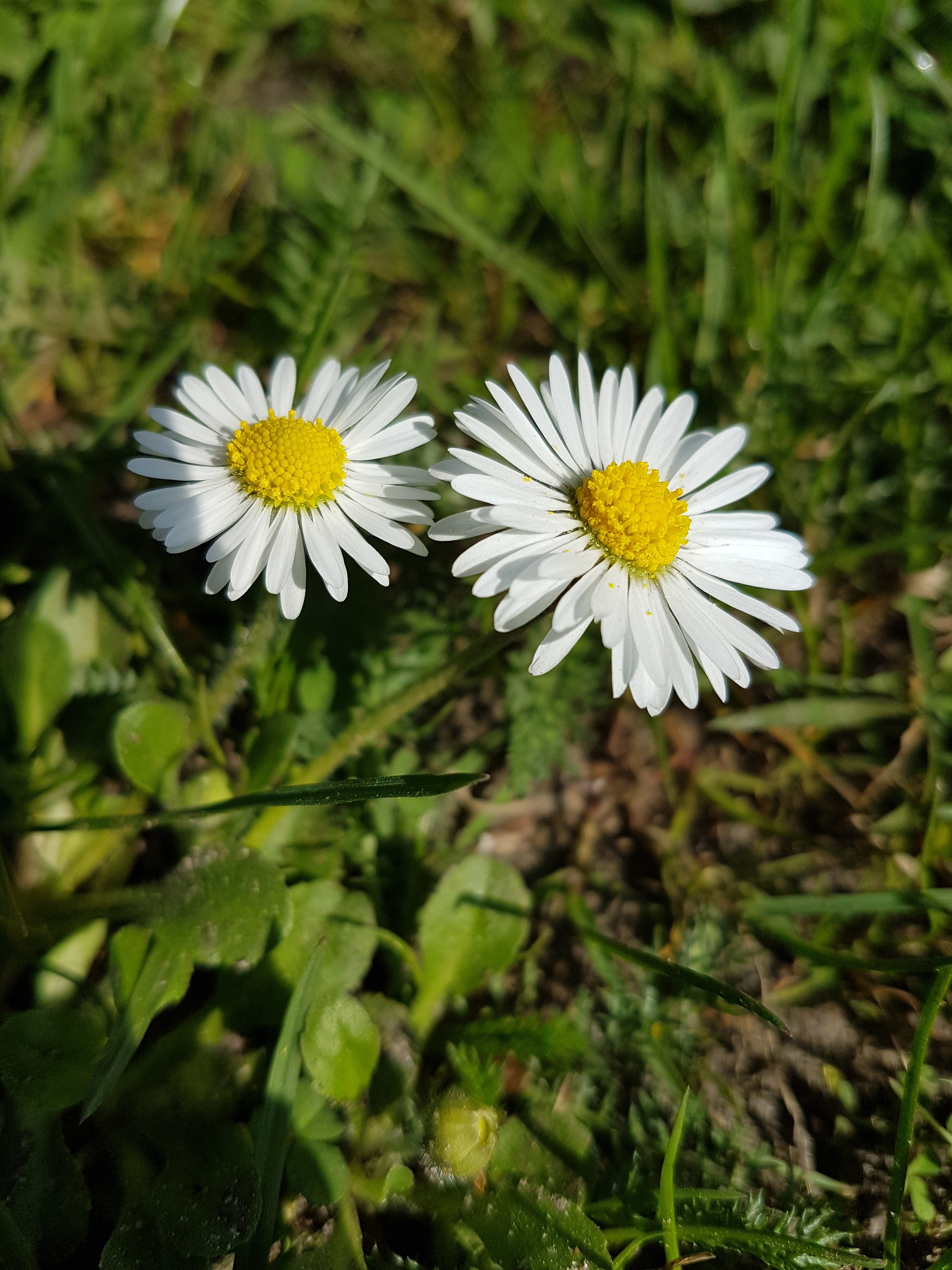 Close Up view of small Summer Flower free image download