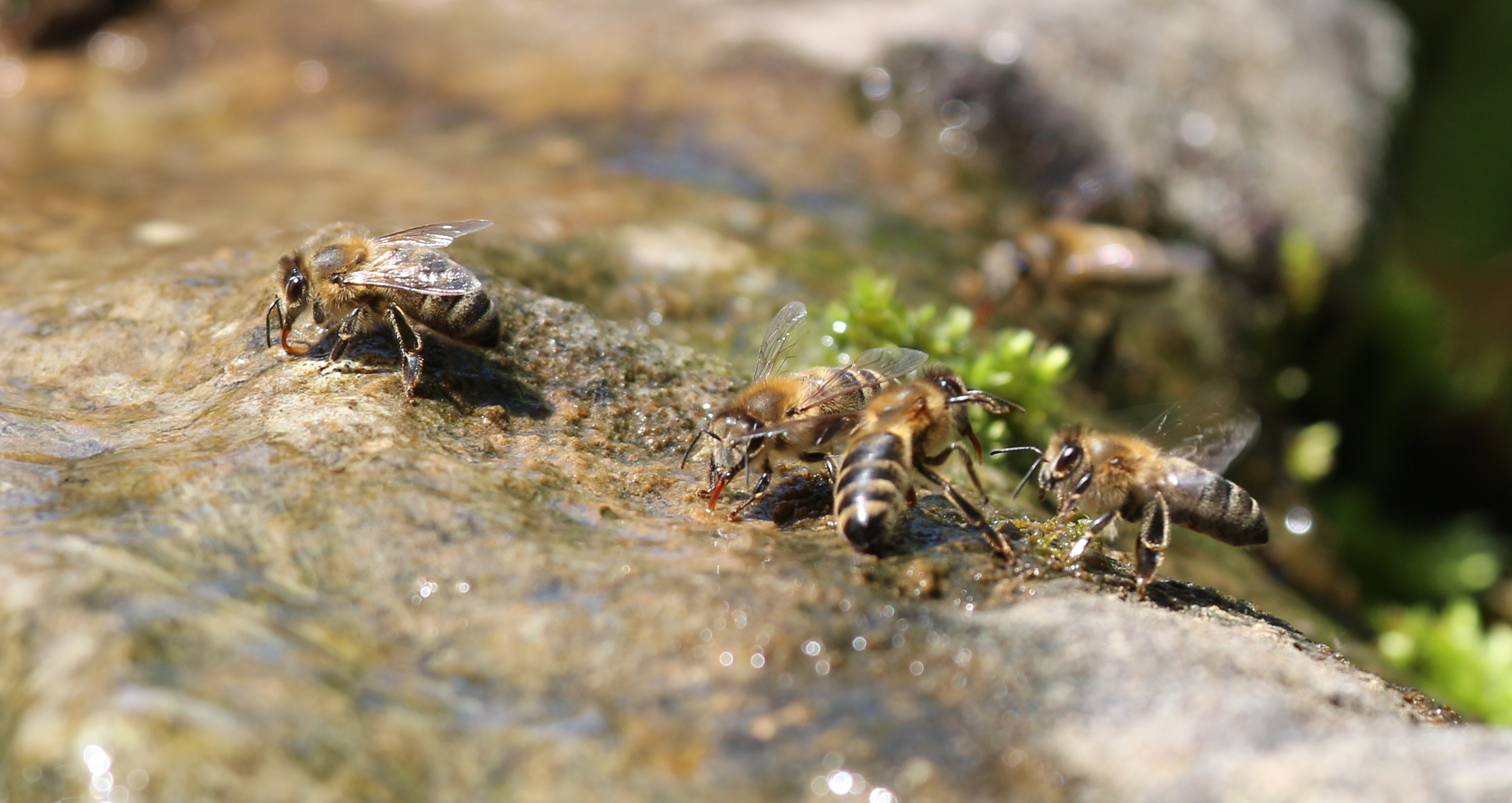 Bees Fight Drink free image download