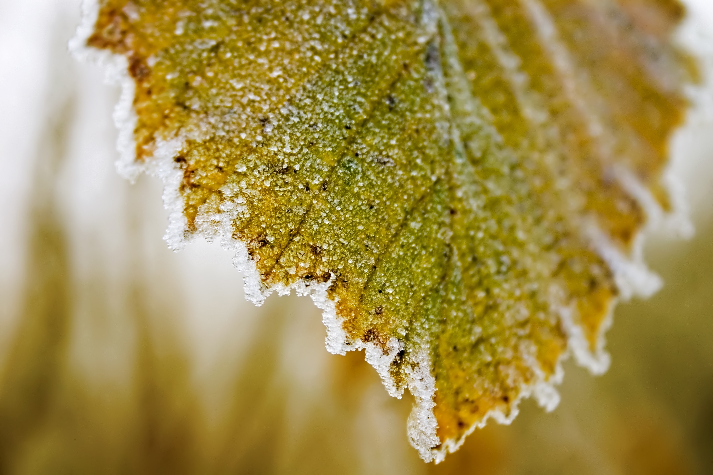 Leaf Plant Ice free image download