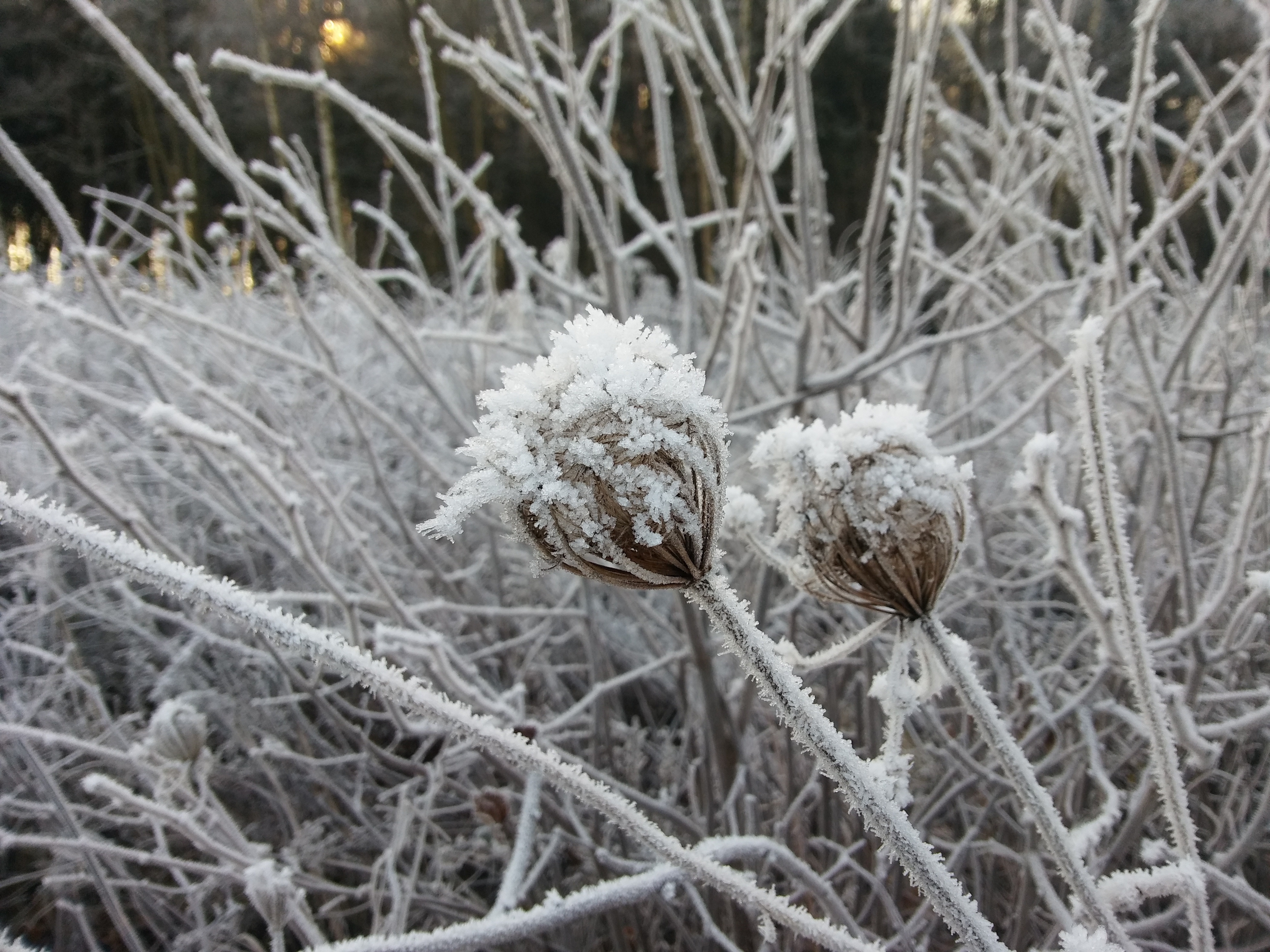 Winter Frost Landscape free image download