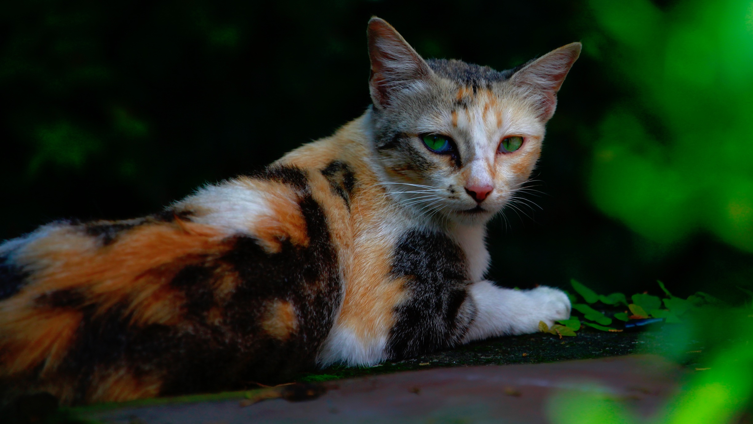Nature Animals Cat free image download