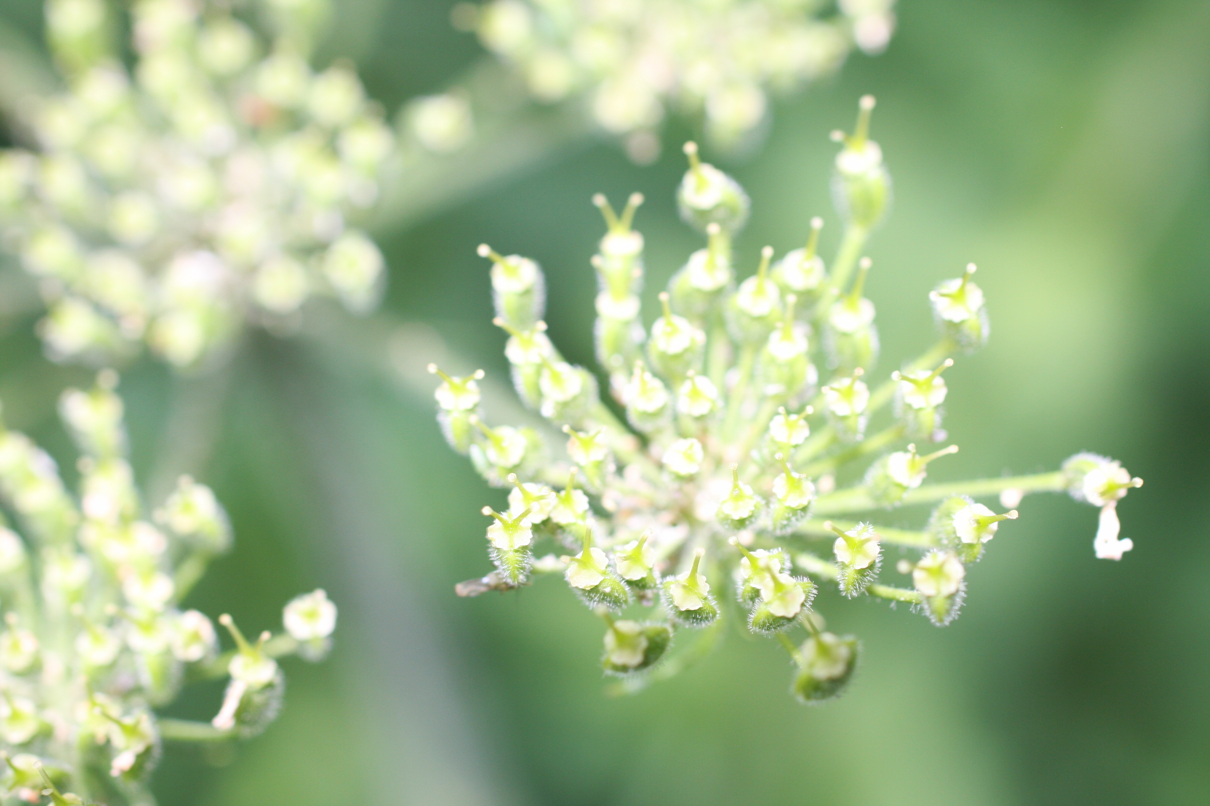 Plant Green Blossom free image download