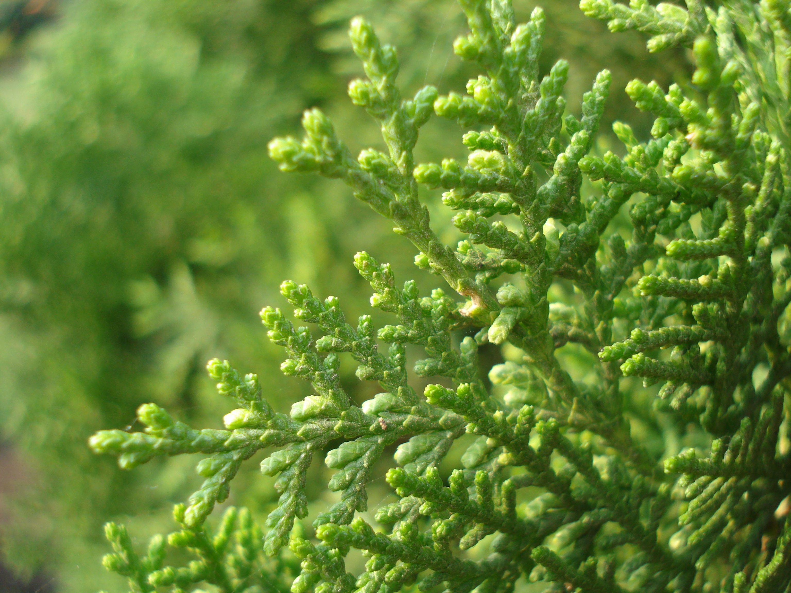 Jhau Leaf Green Plant free image download