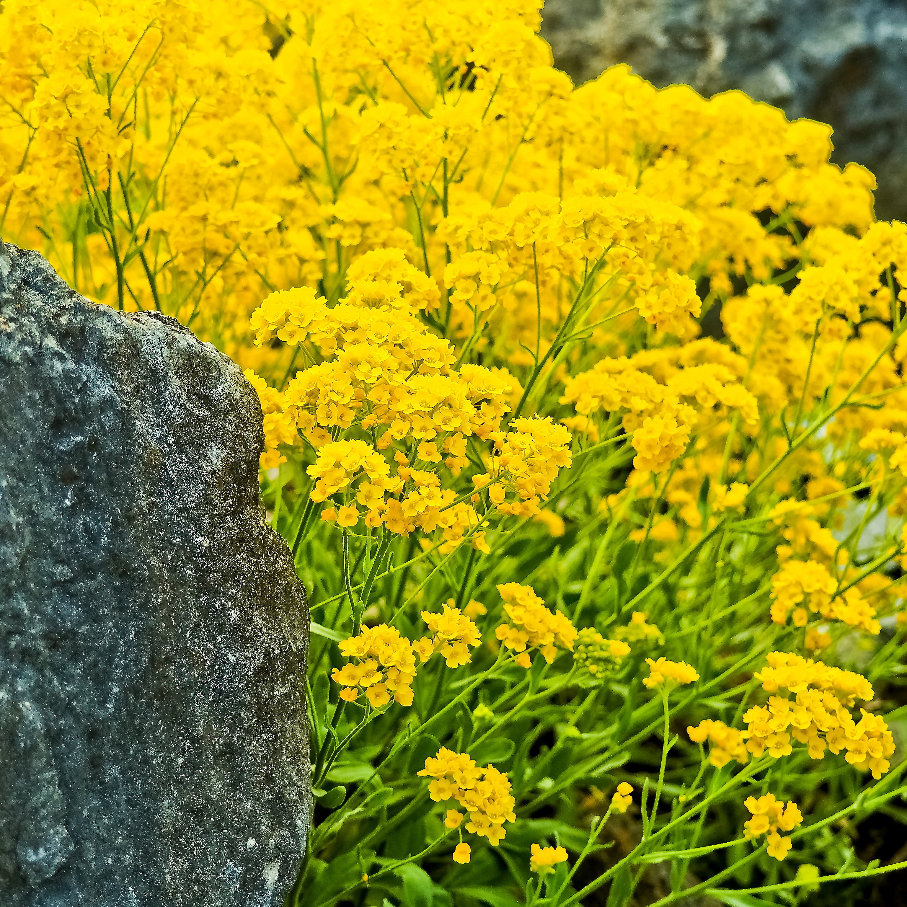 Rock Stone Cress Plant free image download