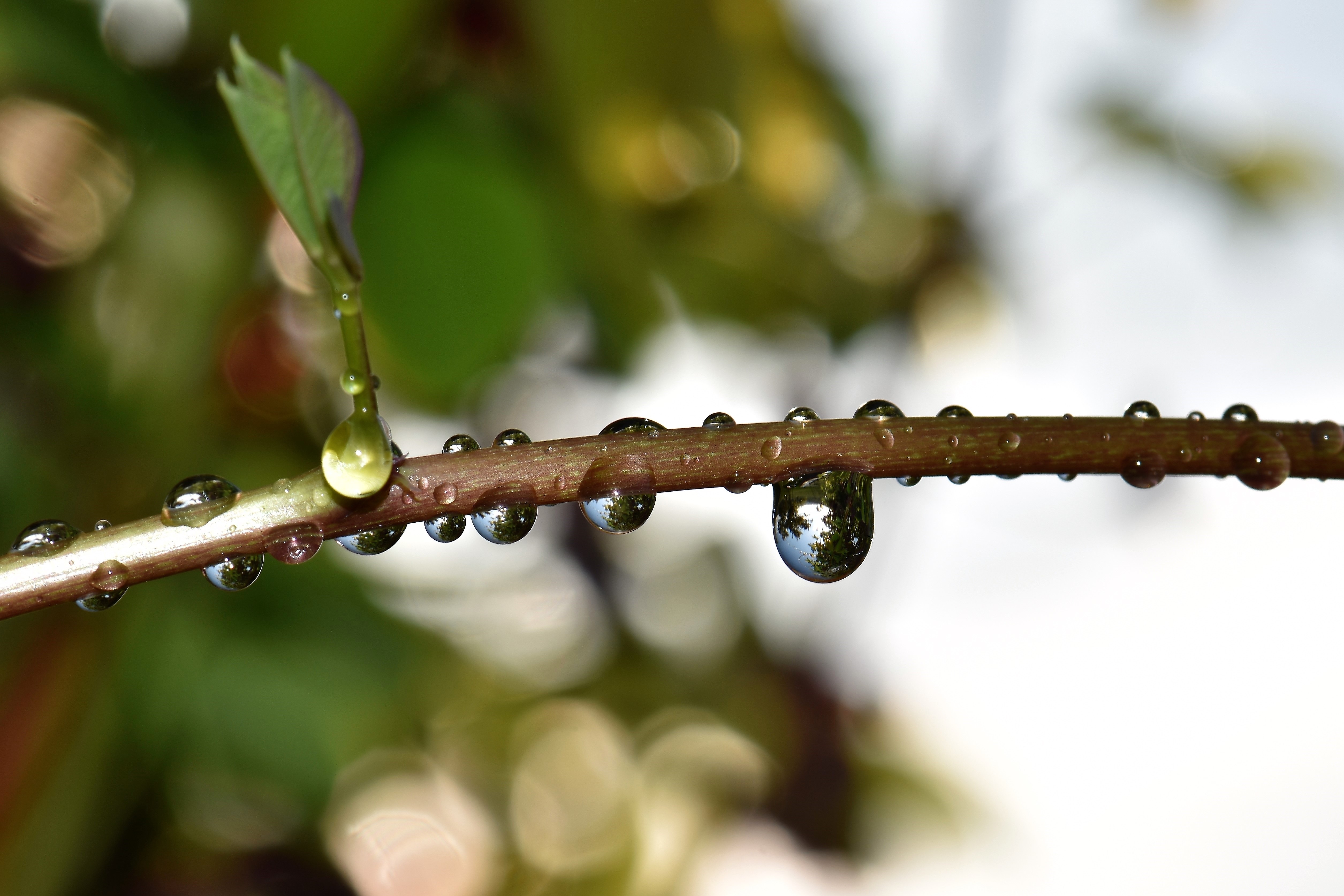 Raindrop Nature Green free image download