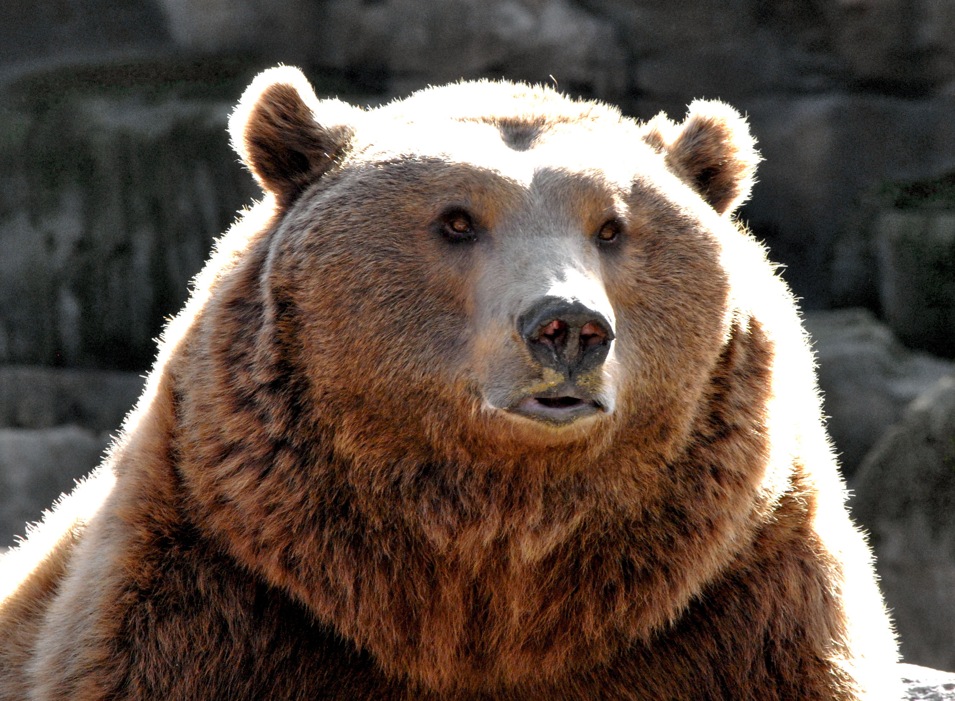 Bear Nature Zoo free image download