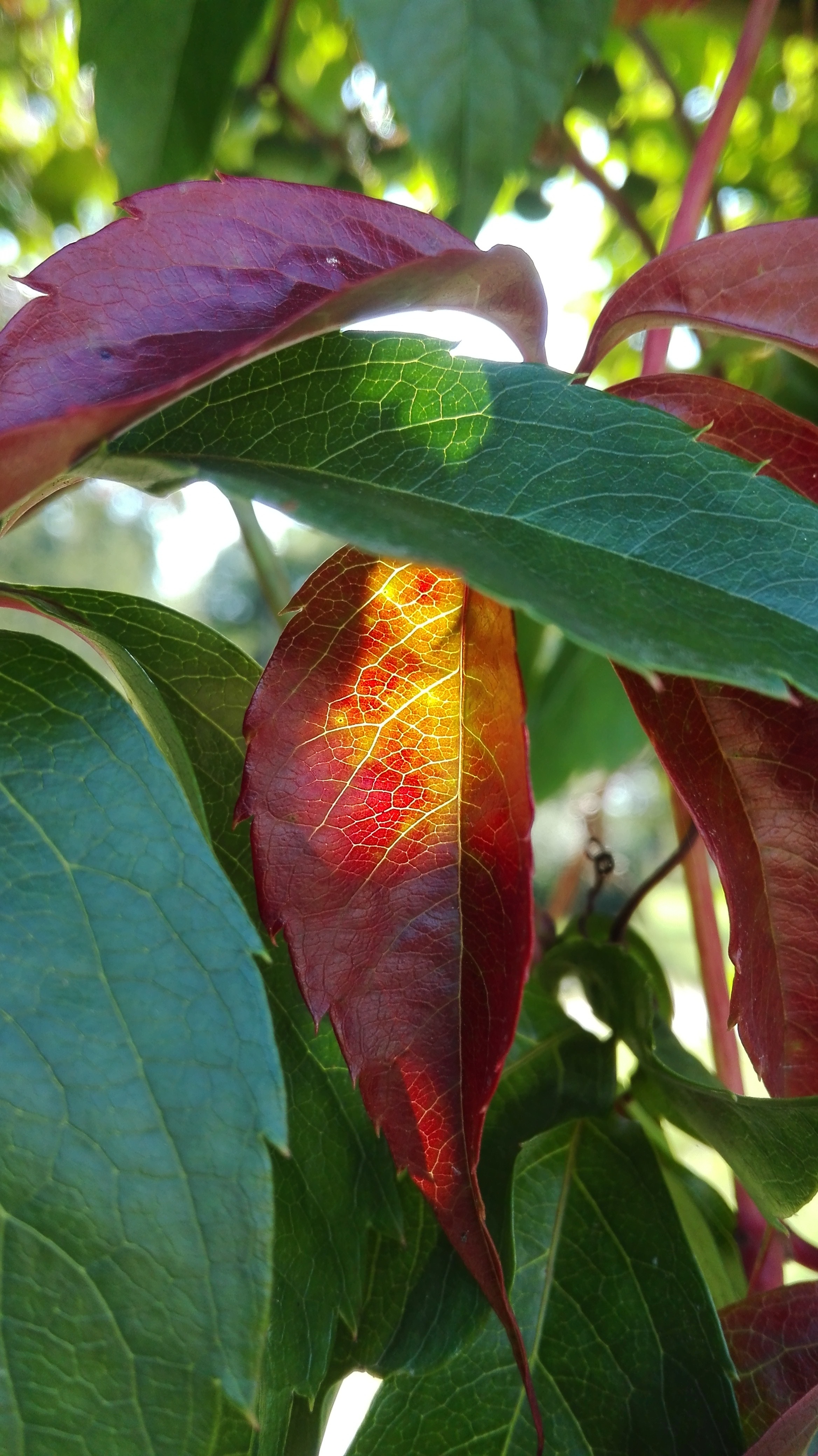 Foliage at Nature in Summer free image download