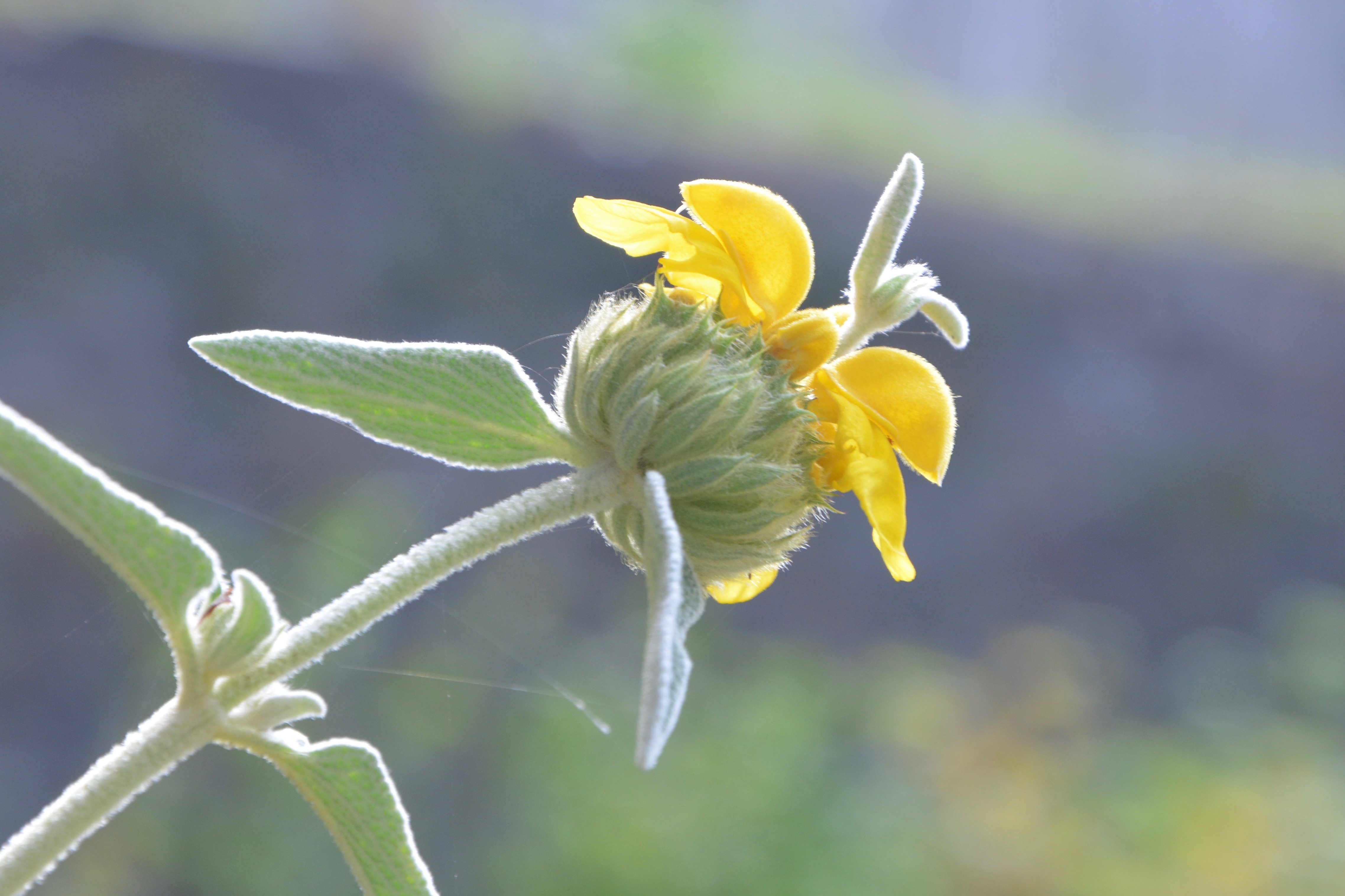 Flower Yellow Plant Green free image download
