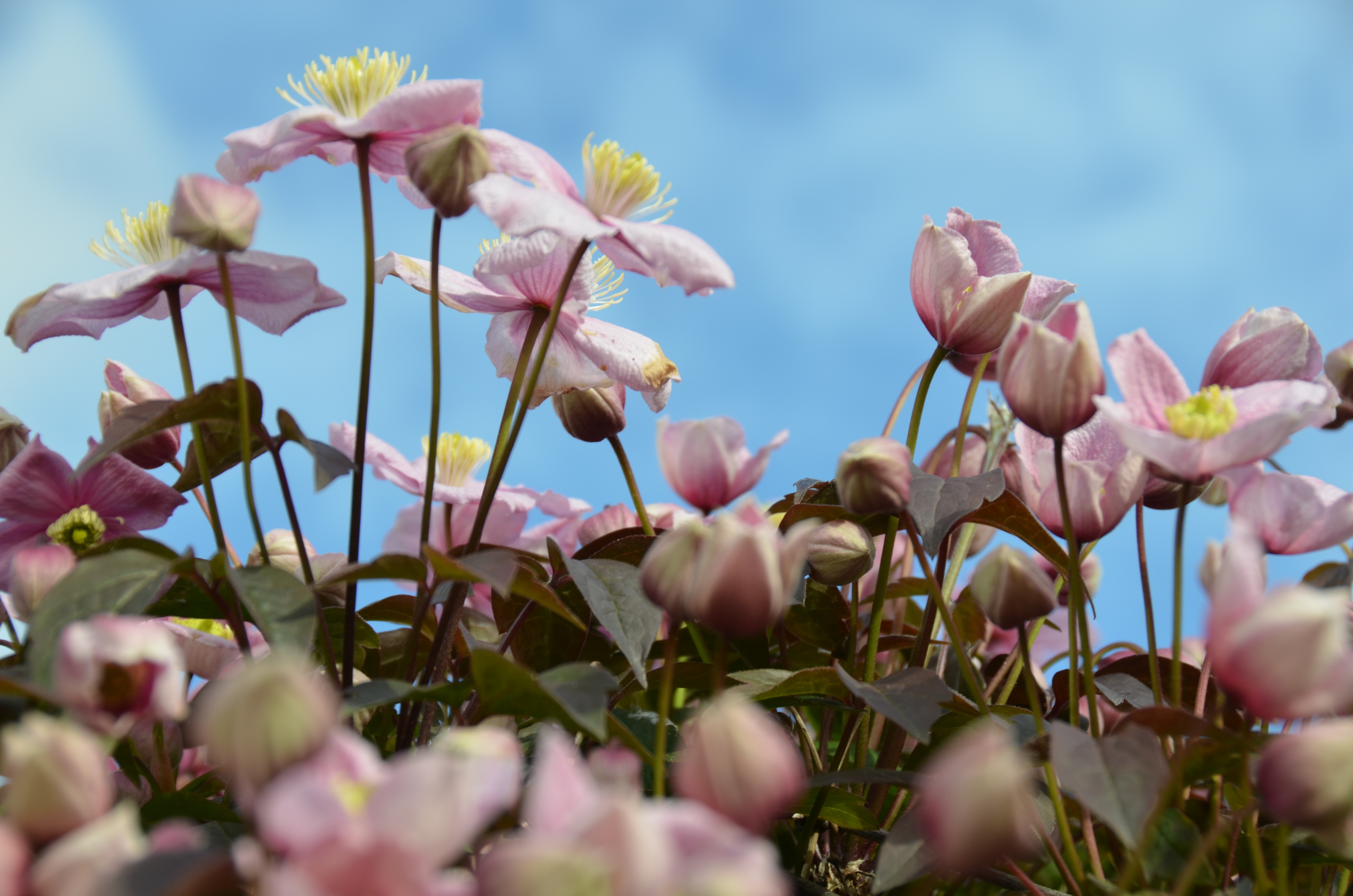Ivy Flowers Nature free image download