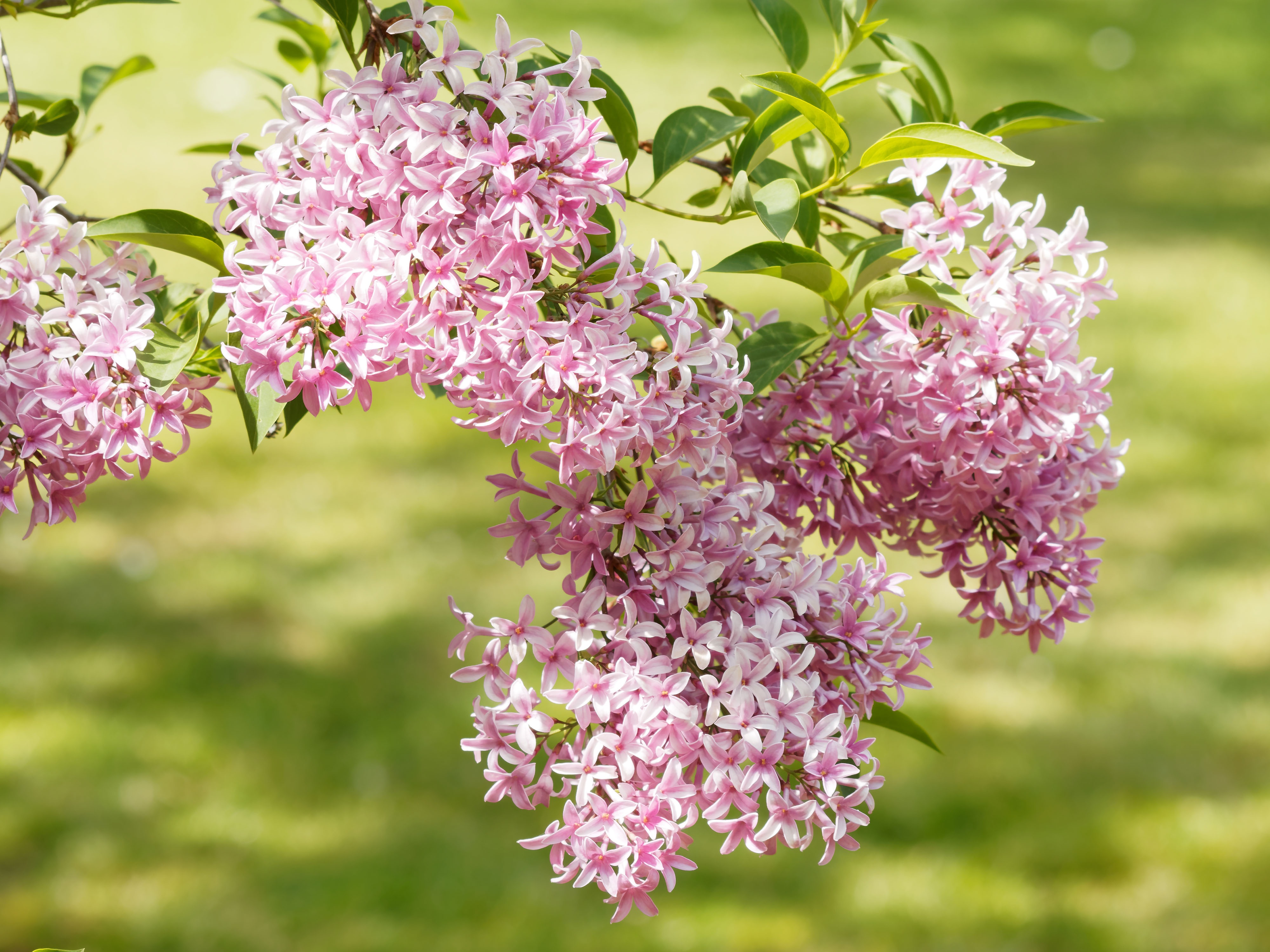 Flowers Lilac Nature free image download