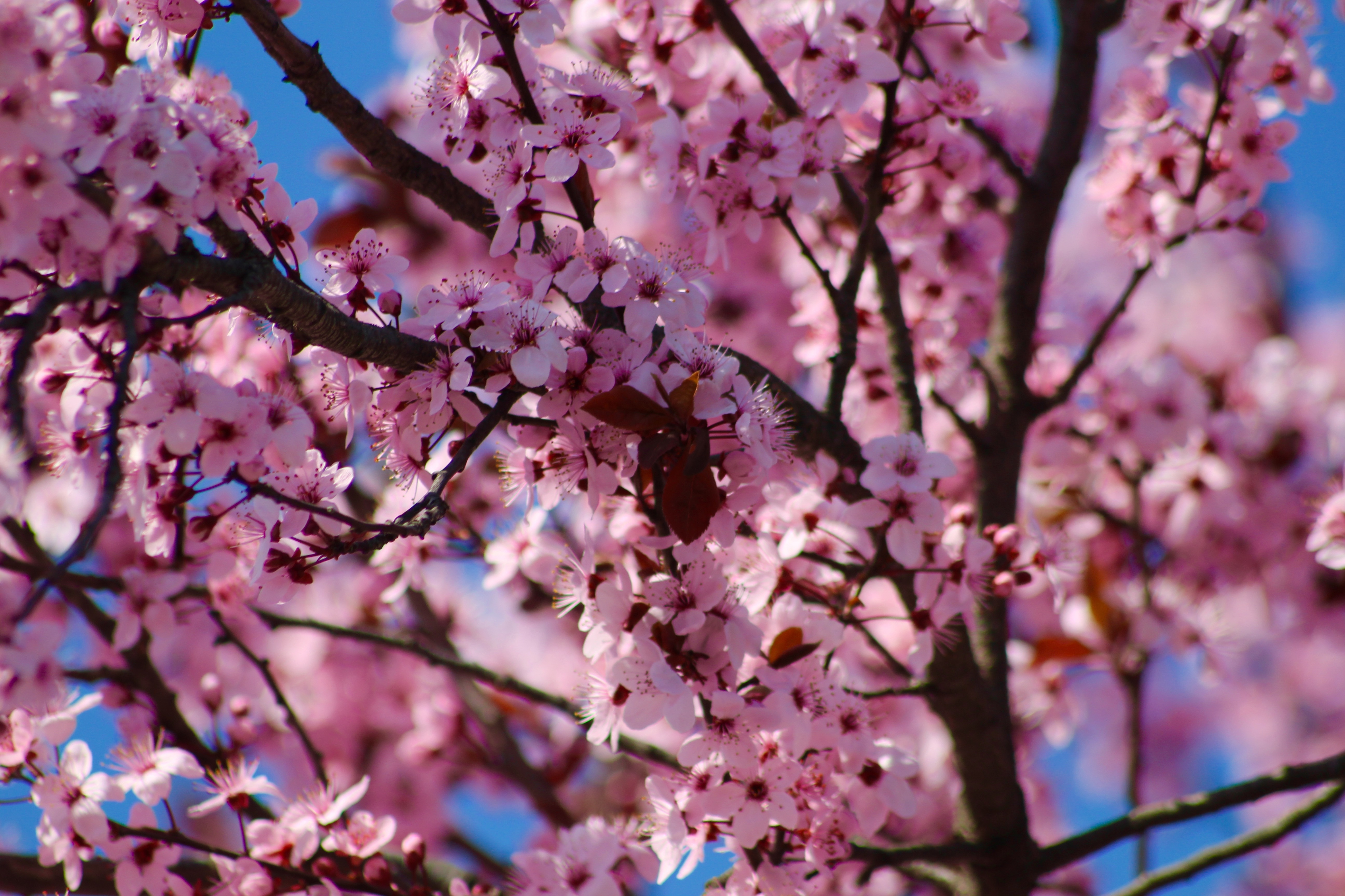 Spring pink Flowers in the garden free image download