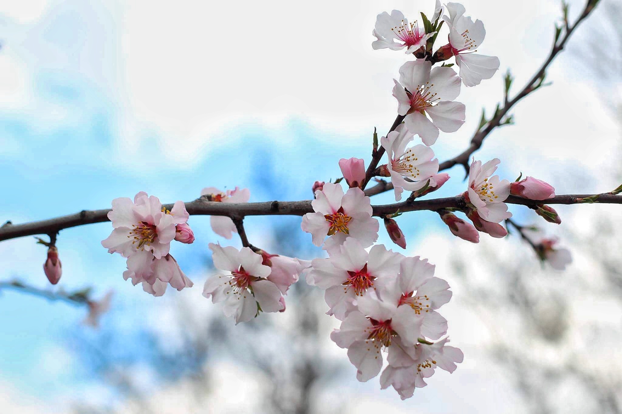 Flower Spring free image download