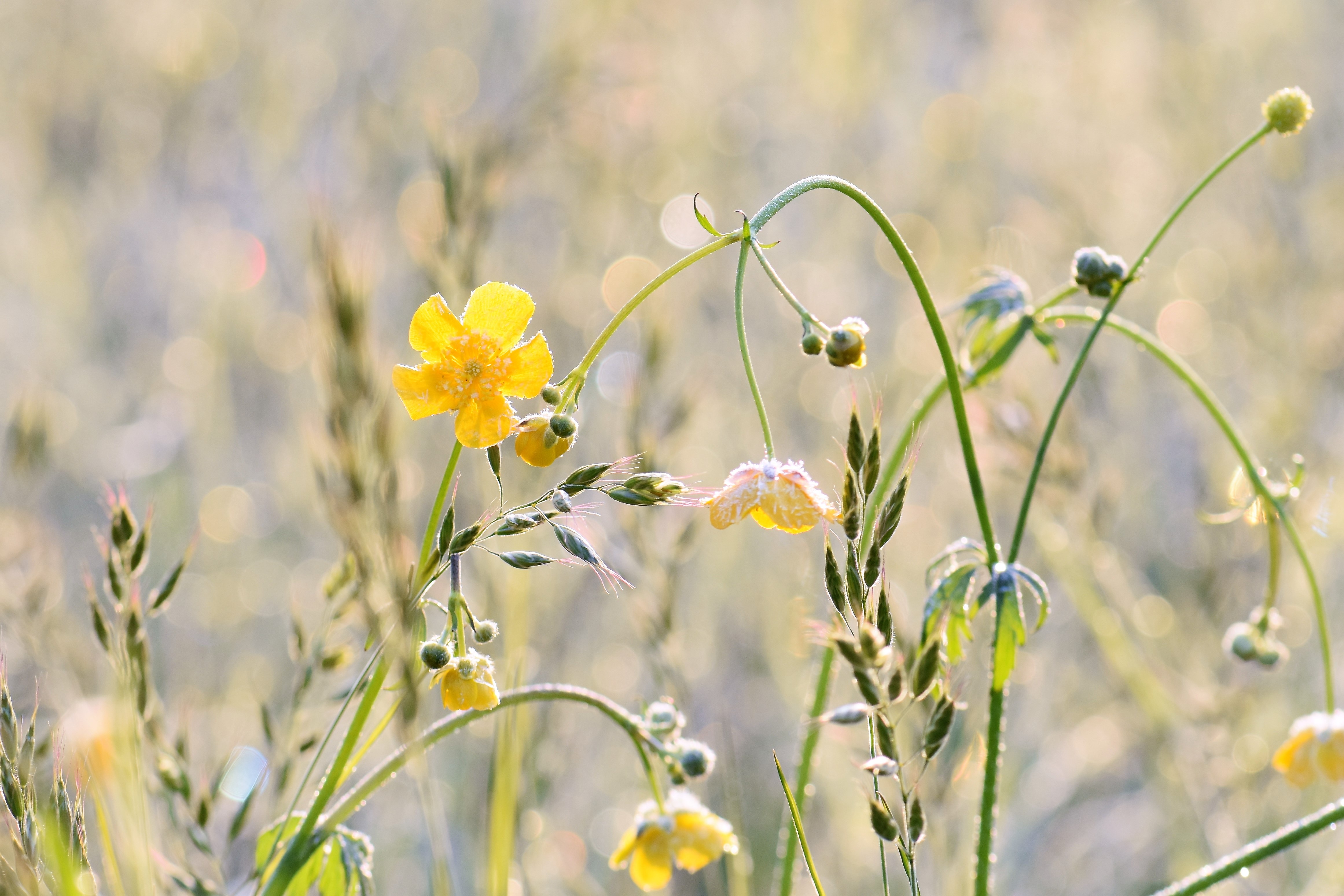 Flower Meadow Bloom Flowers free image download