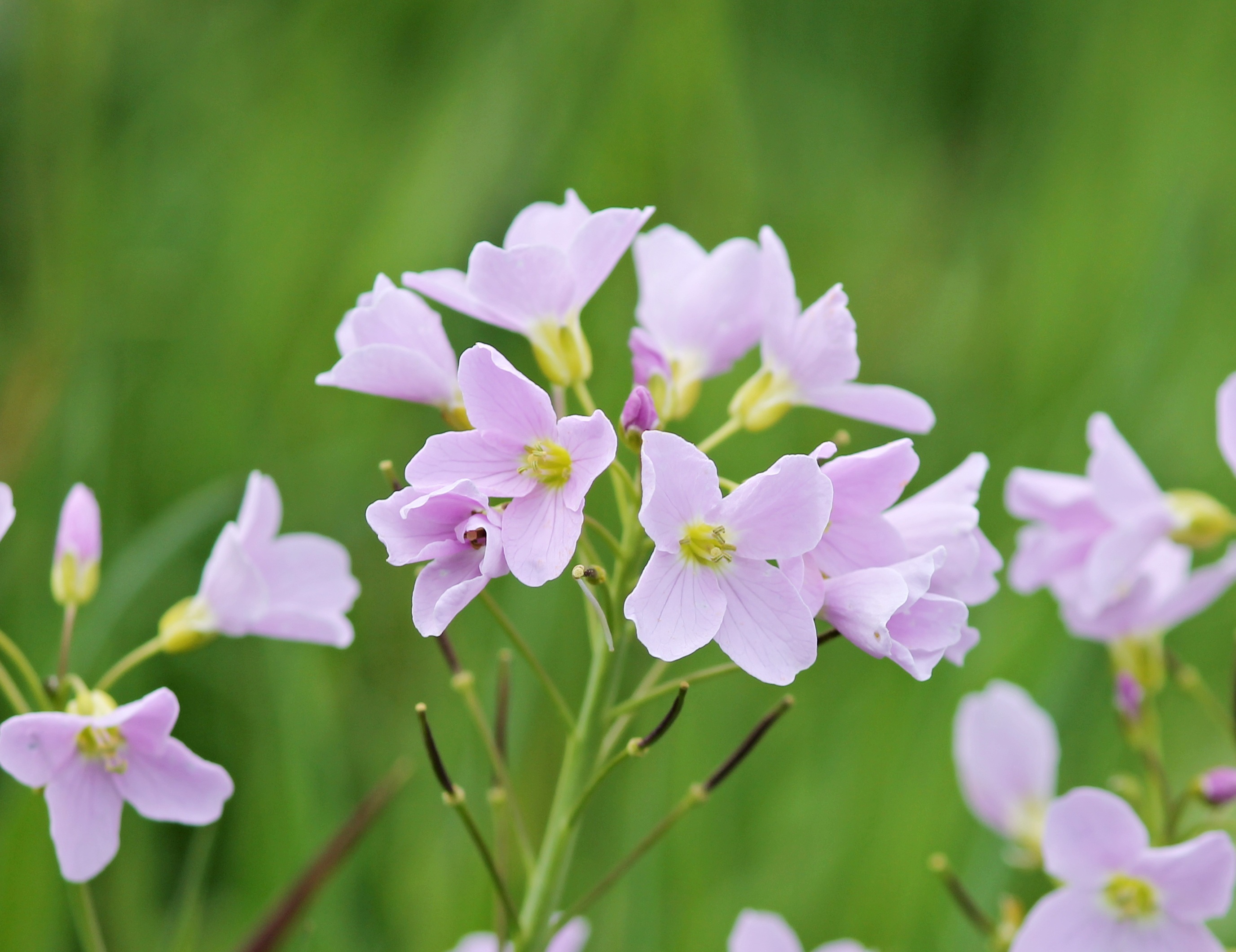 Smock Cardamine Flowering Plant free image download