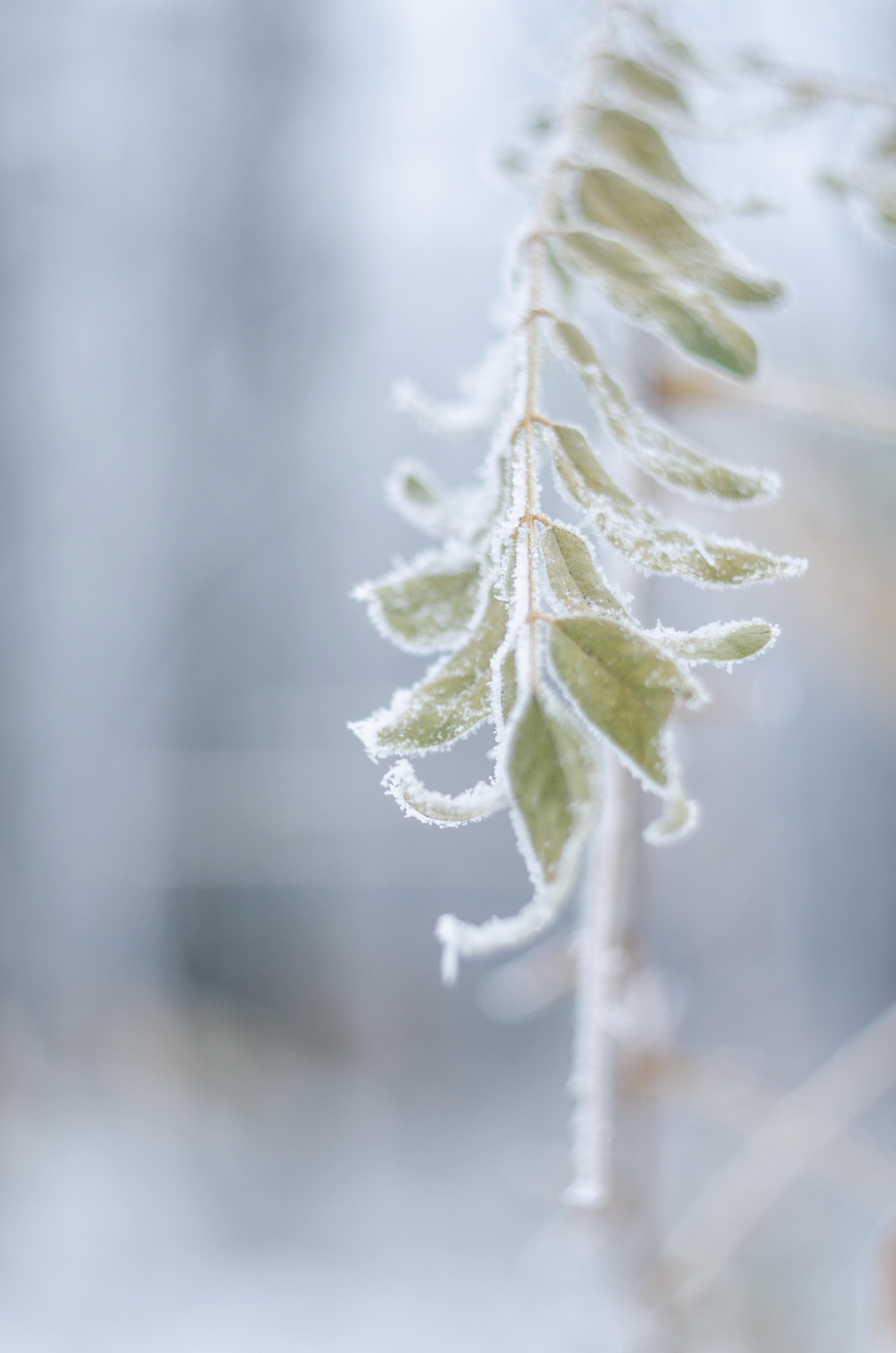 Leann Cold Leaves free image download
